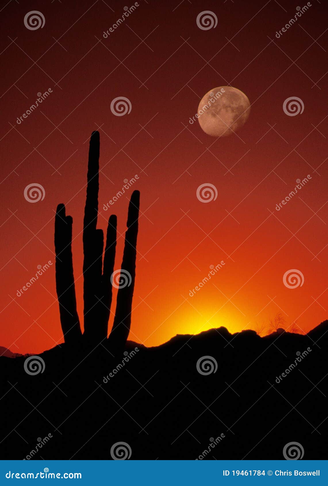 Orange Sunset Full Moon Over Saguaro Cactus Stock Photo - Image of ...