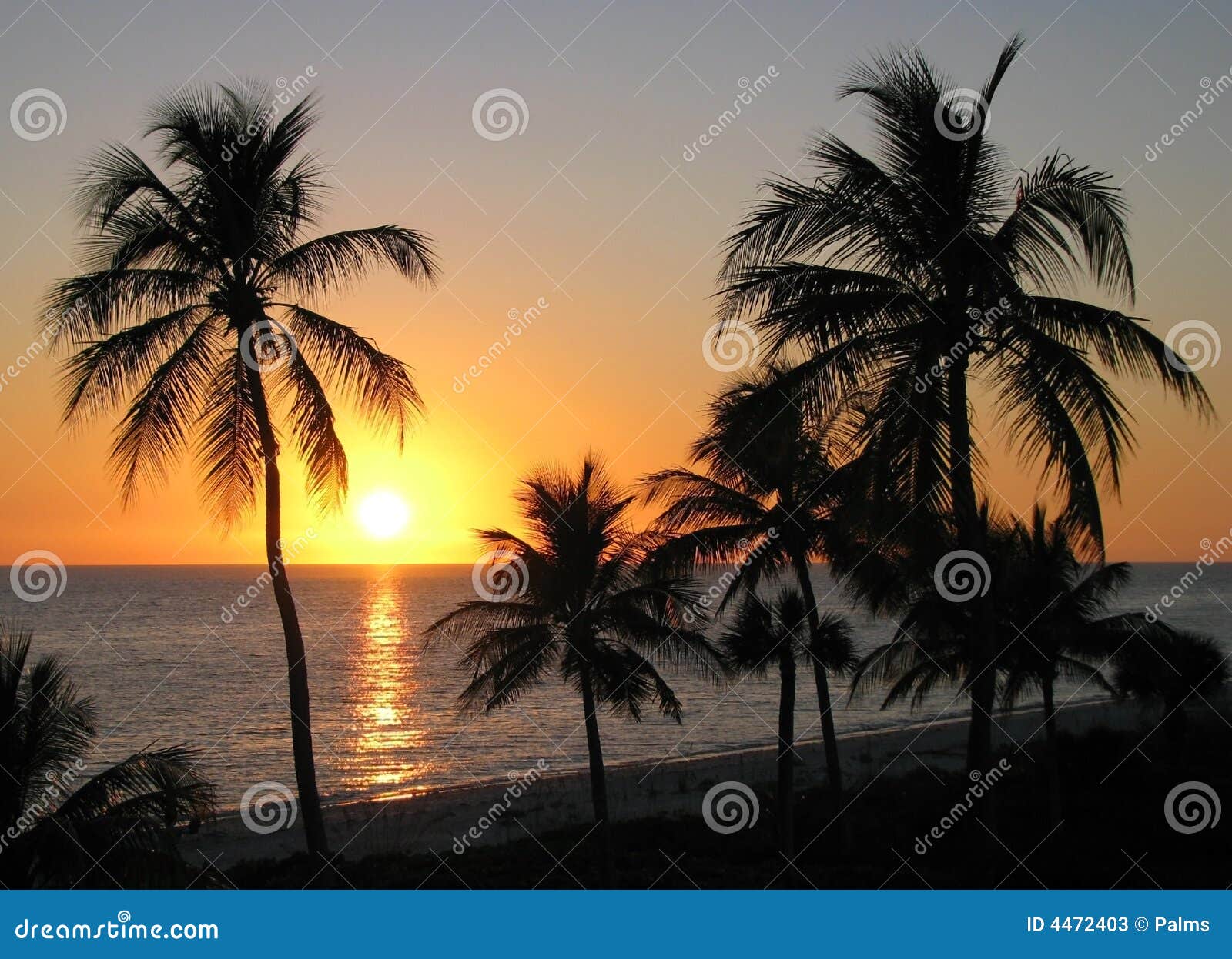 Sunset Over Sea and Palm Trees Stock Image - Image of serene, sanibel ...