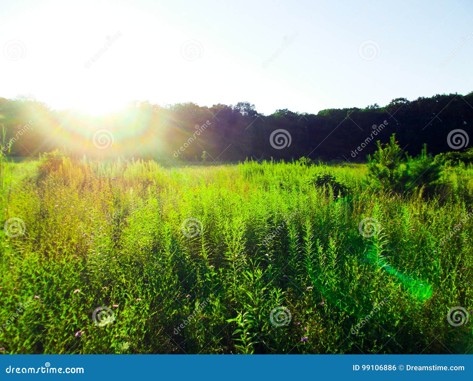 Sunset Over the Side of a Meadow Stock Photo - Image of green, ohio ...