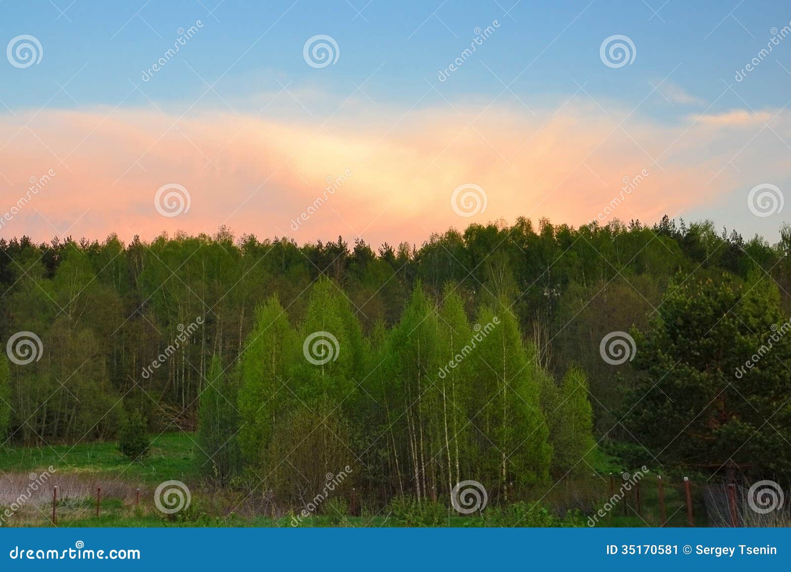 Sunset Over the Spring Forest Stock Image - Image of forest, leafy ...