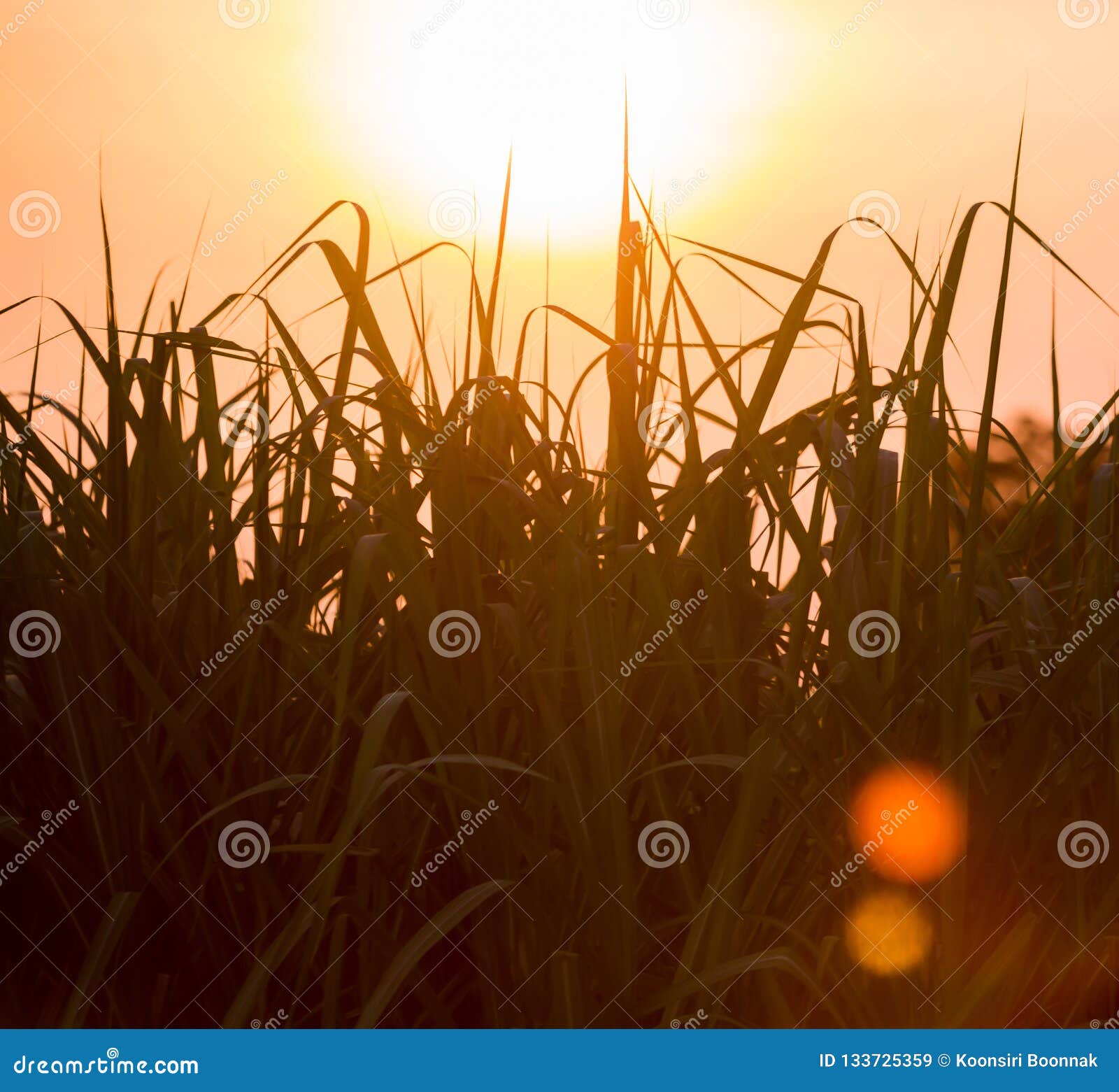 Sunset Over Sugar Cane Field Stock Image - Image of farming, nature ...