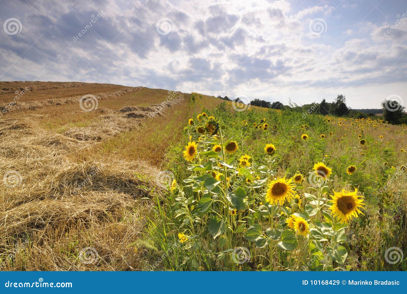 Sunset Over the Sunflower Field Stock Image - Image of bush, nature ...