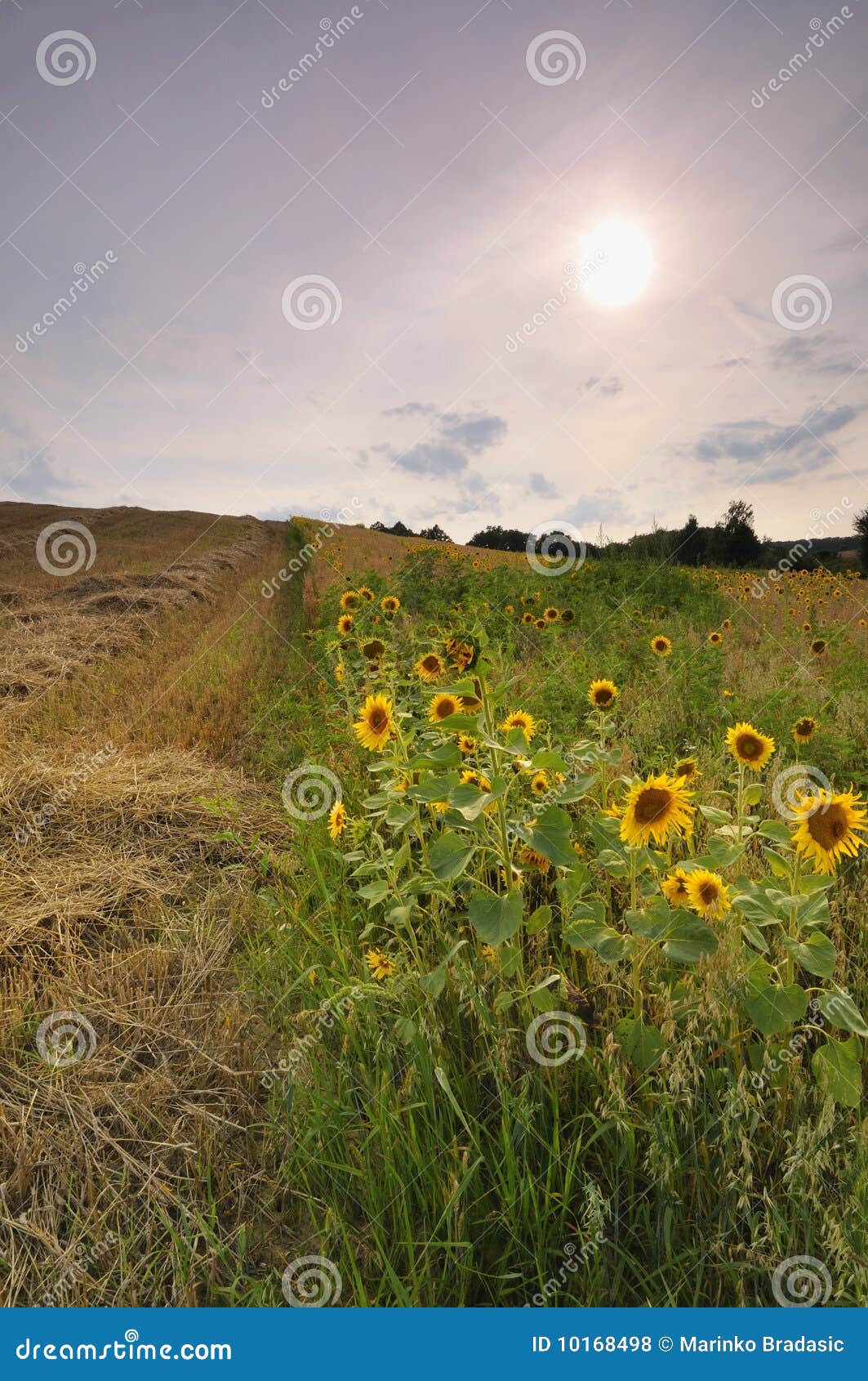 Sunset Over the Sunflower Field Stock Photo - Image of sunset ...