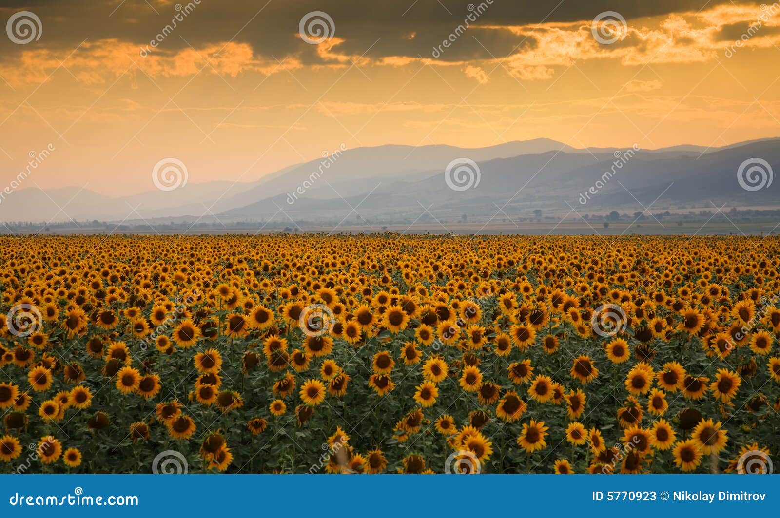 Sunset Over a Sunflower Field Stock Image - Image of plantation, field ...