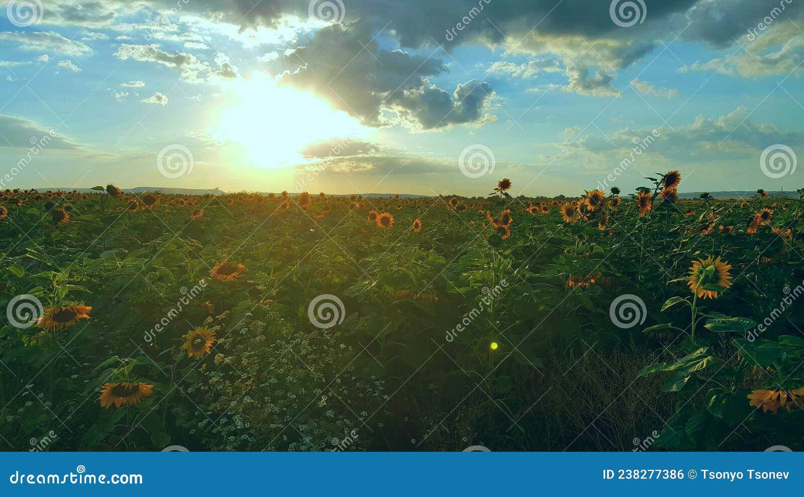 Sunset over the sunflowers stock photo. Image of sunrise - 238277386
