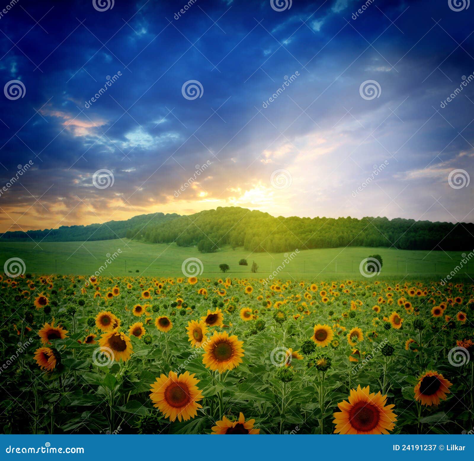 Sunset Over Sunflowers Field Stock Image - Image of industry, bright ...
