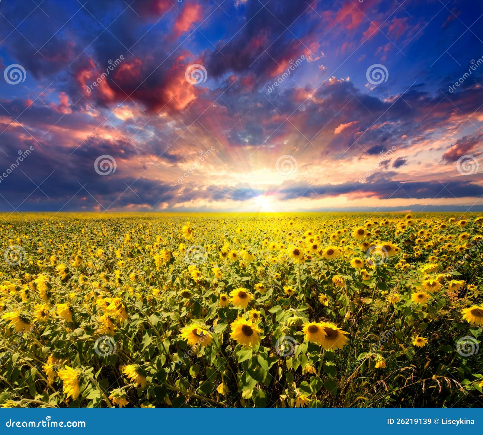 Sunset Over Sunflowers Field Stock Image - Image of magic, blooming ...