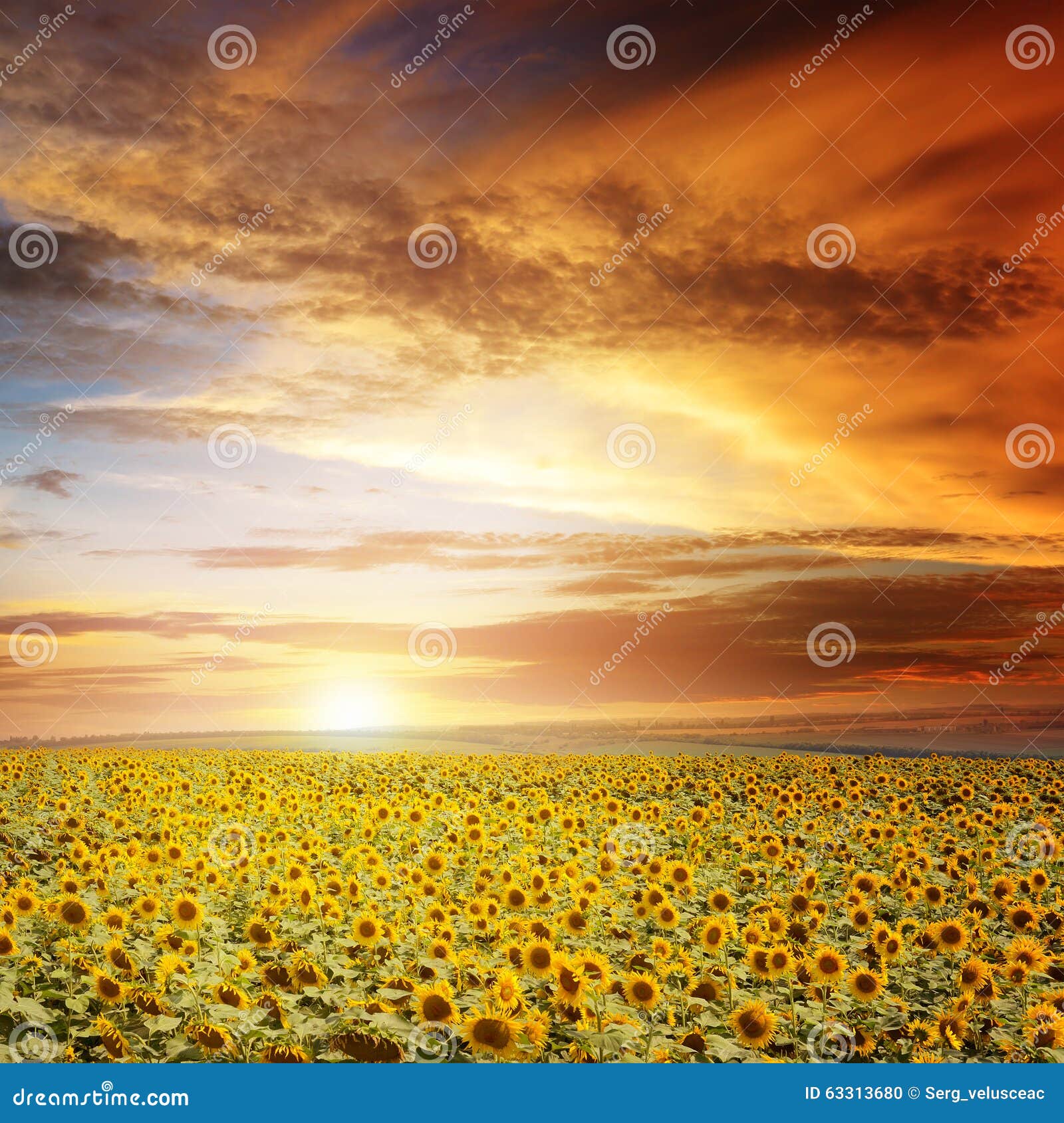 Sunset Over Sunflowers Field Stock Photo - Image of farm, environment ...