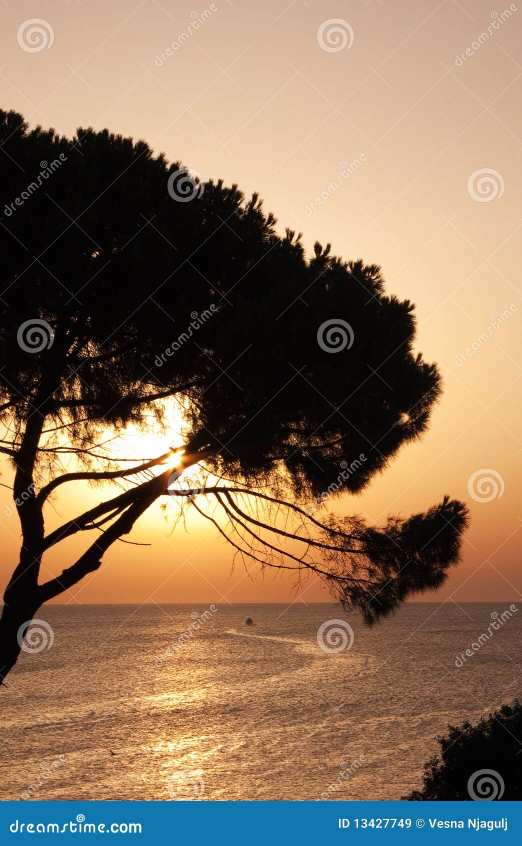 Sunset over tree and sea stock image. Image of rovinj - 13427749