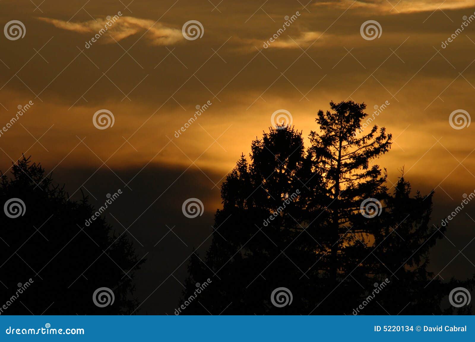 Sunset over the Trees stock photo. Image of sunrise, golden - 5220134
