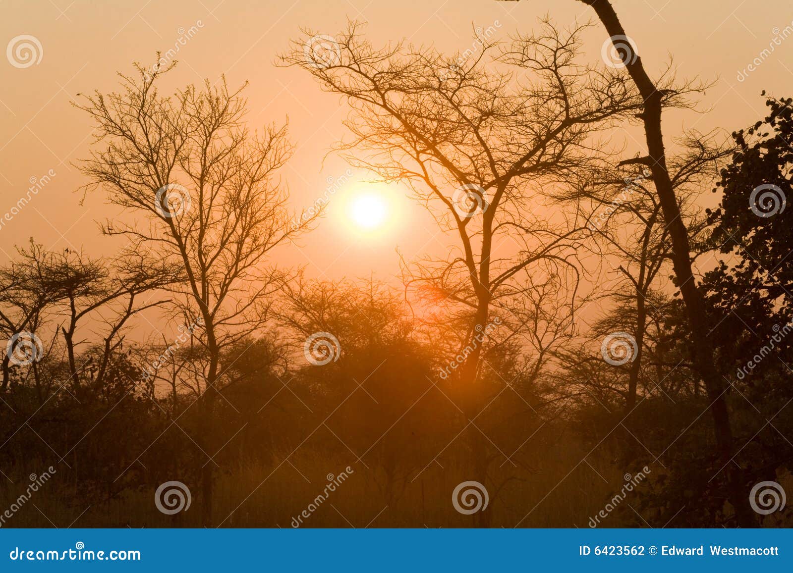 Sunset over trees stock photo. Image of dusk, silhouetted - 6423562