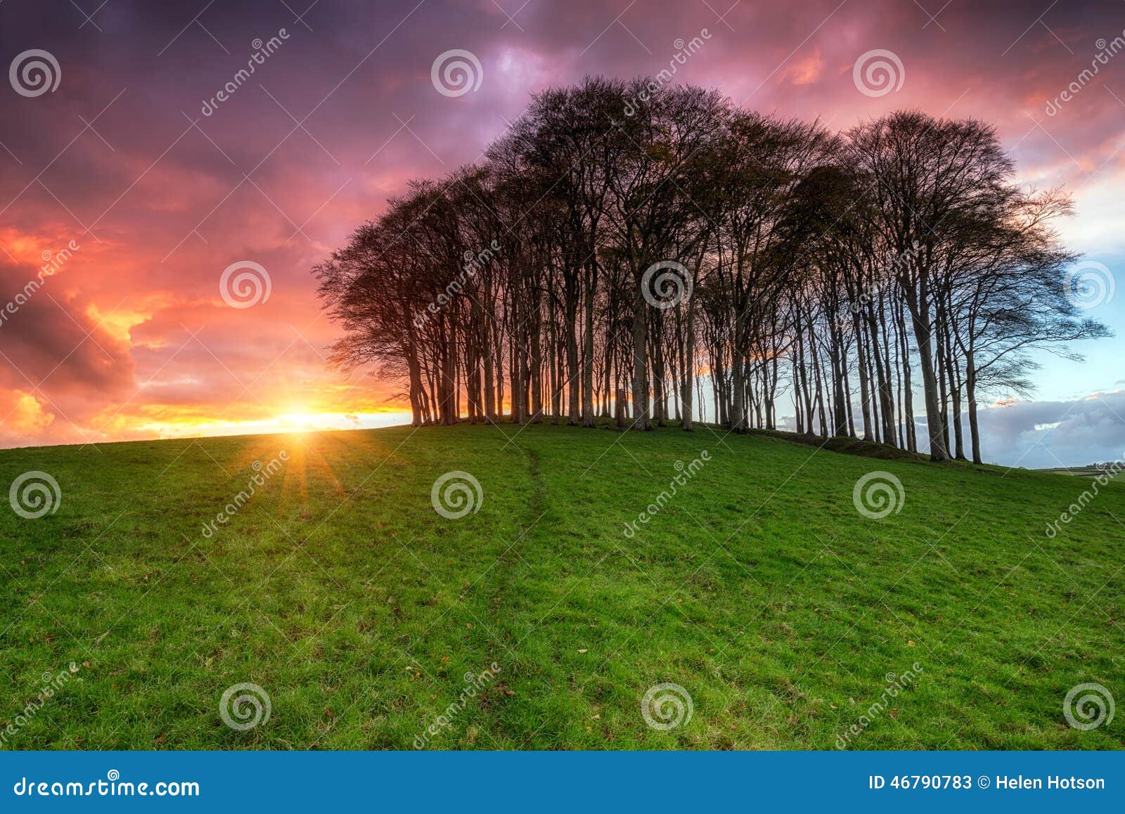 Sunset over Trees stock image. Image of clump, dramatic - 46790783