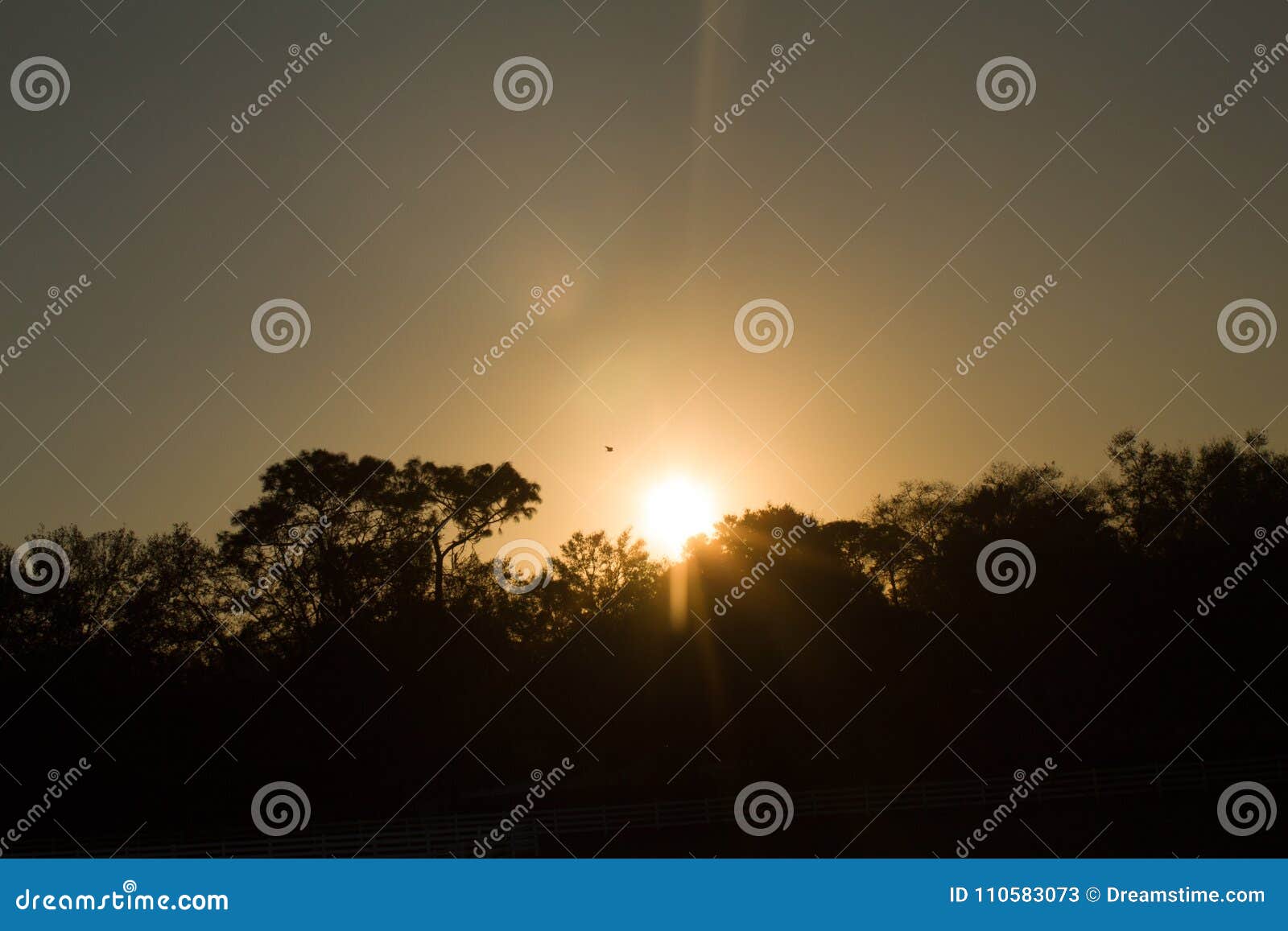 Sunset Over Trees with Bird Stock Image - Image of flight, treetops ...