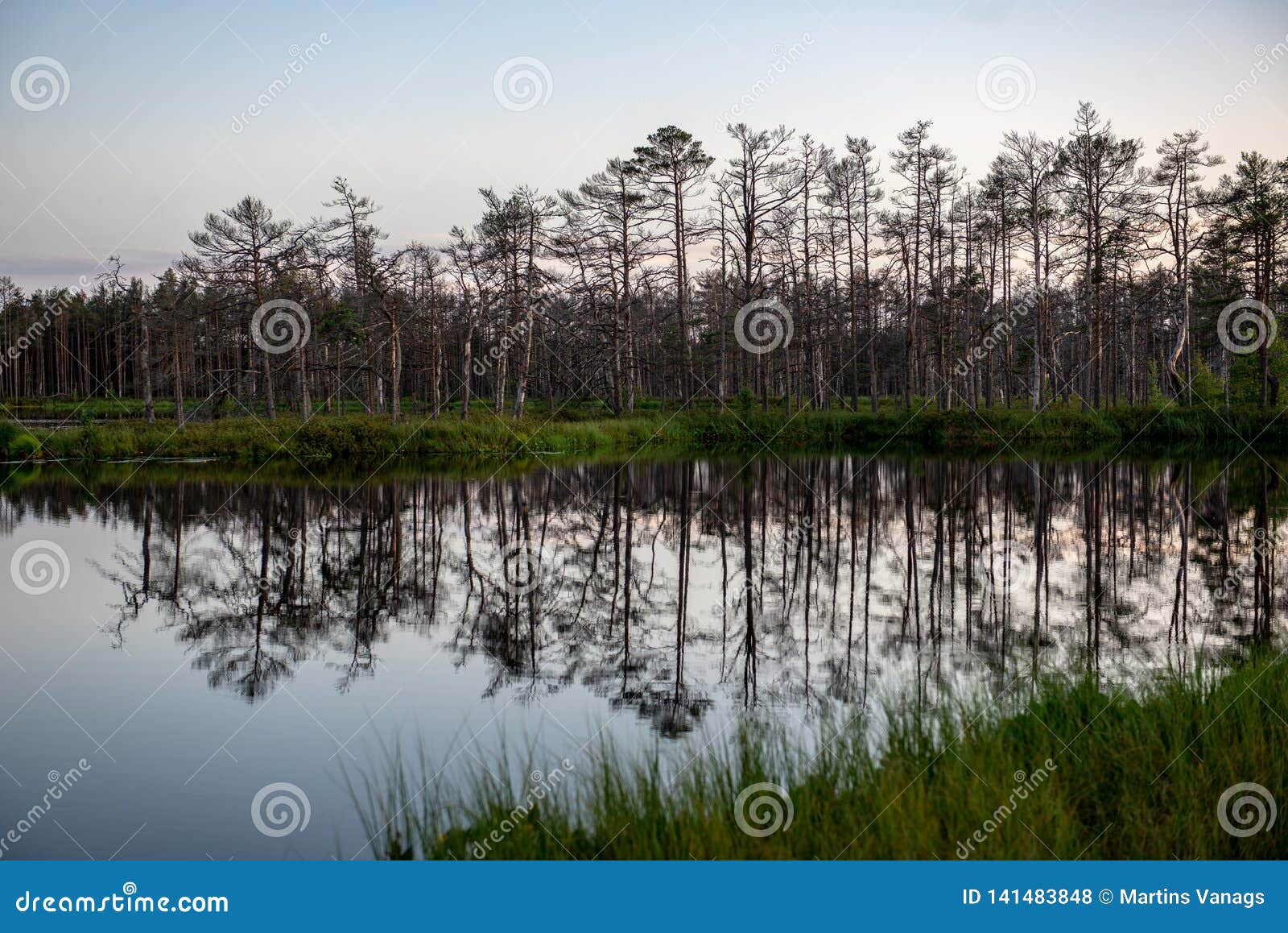 Sunset Over Trees in Forest Stock Photo - Image of rain, weather: 141483848