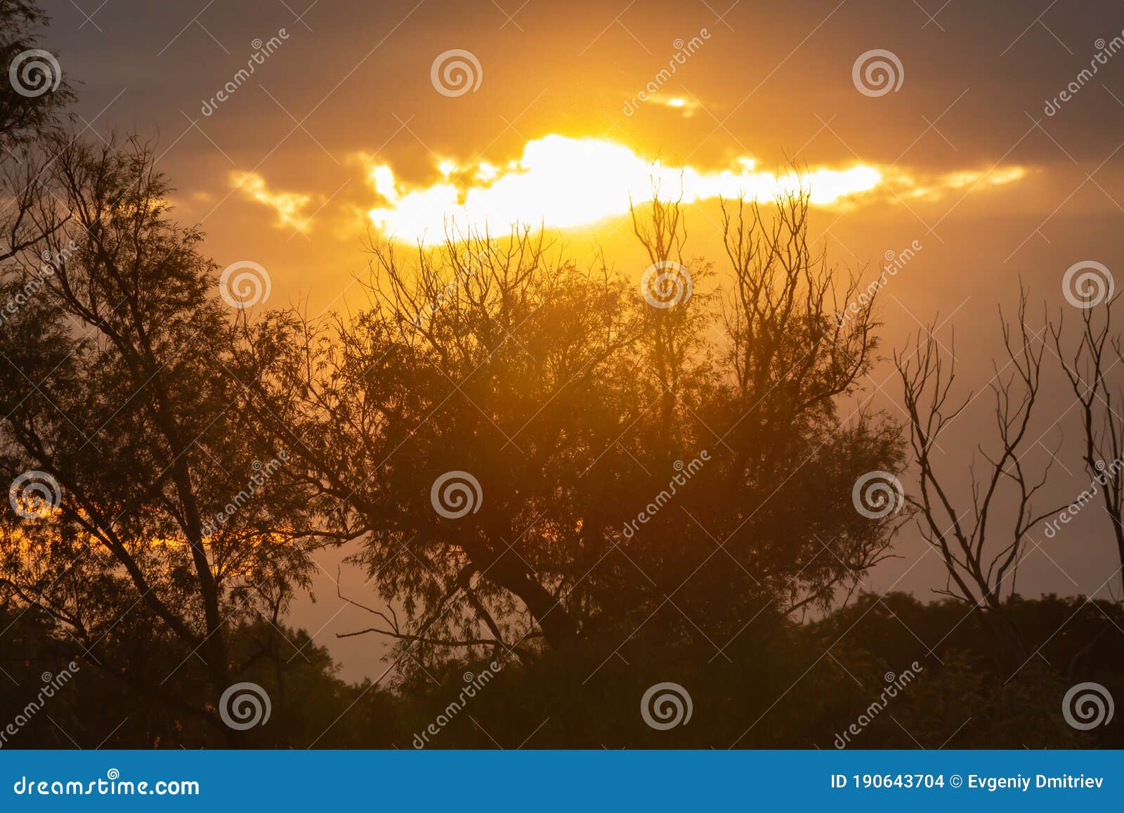 Sunset over trees stock photo. Image of panorama, sunset - 190643704