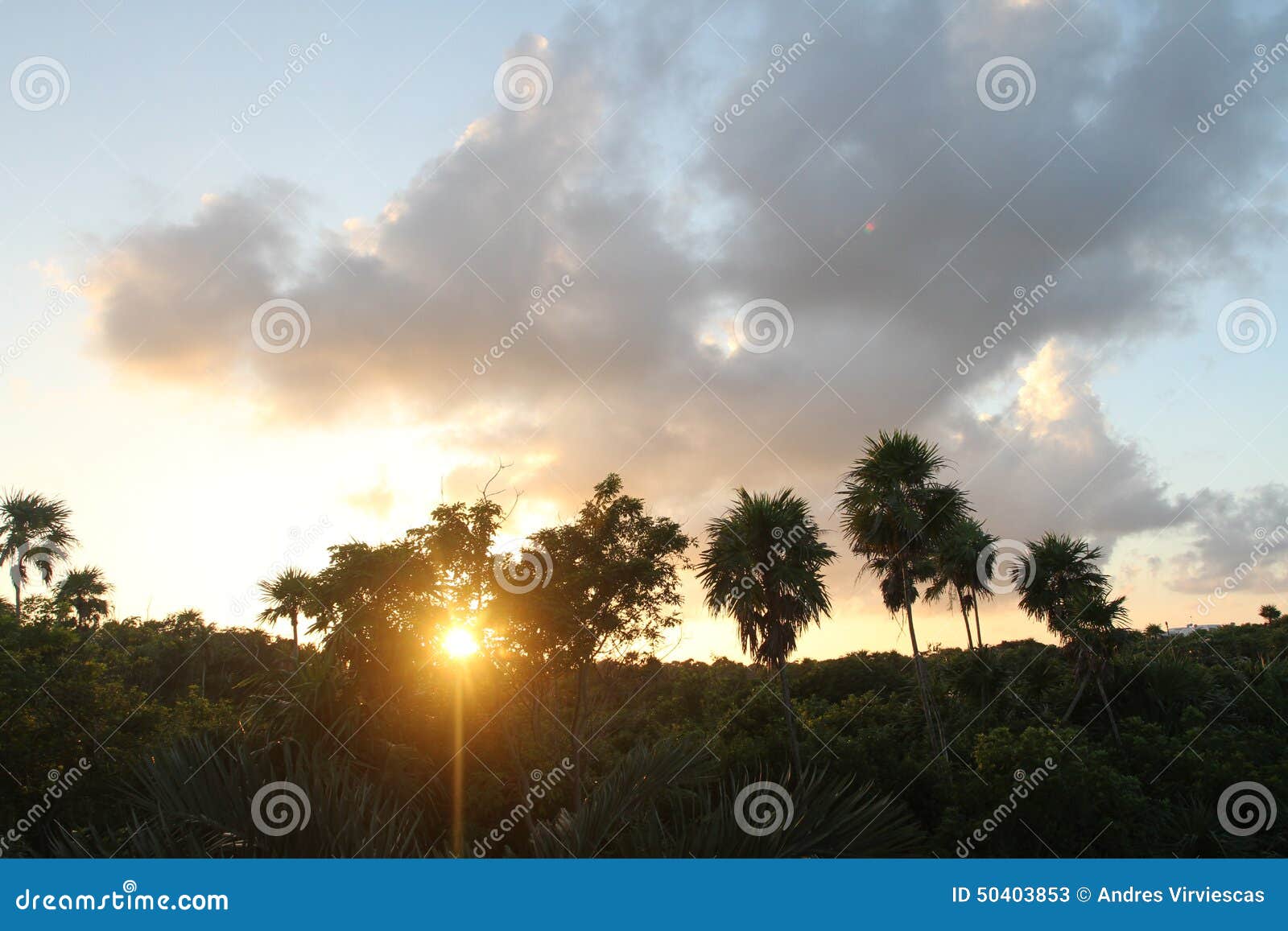 Sunset Over Tropical Jungle Stock Image - Image of jungle, palm: 50403853
