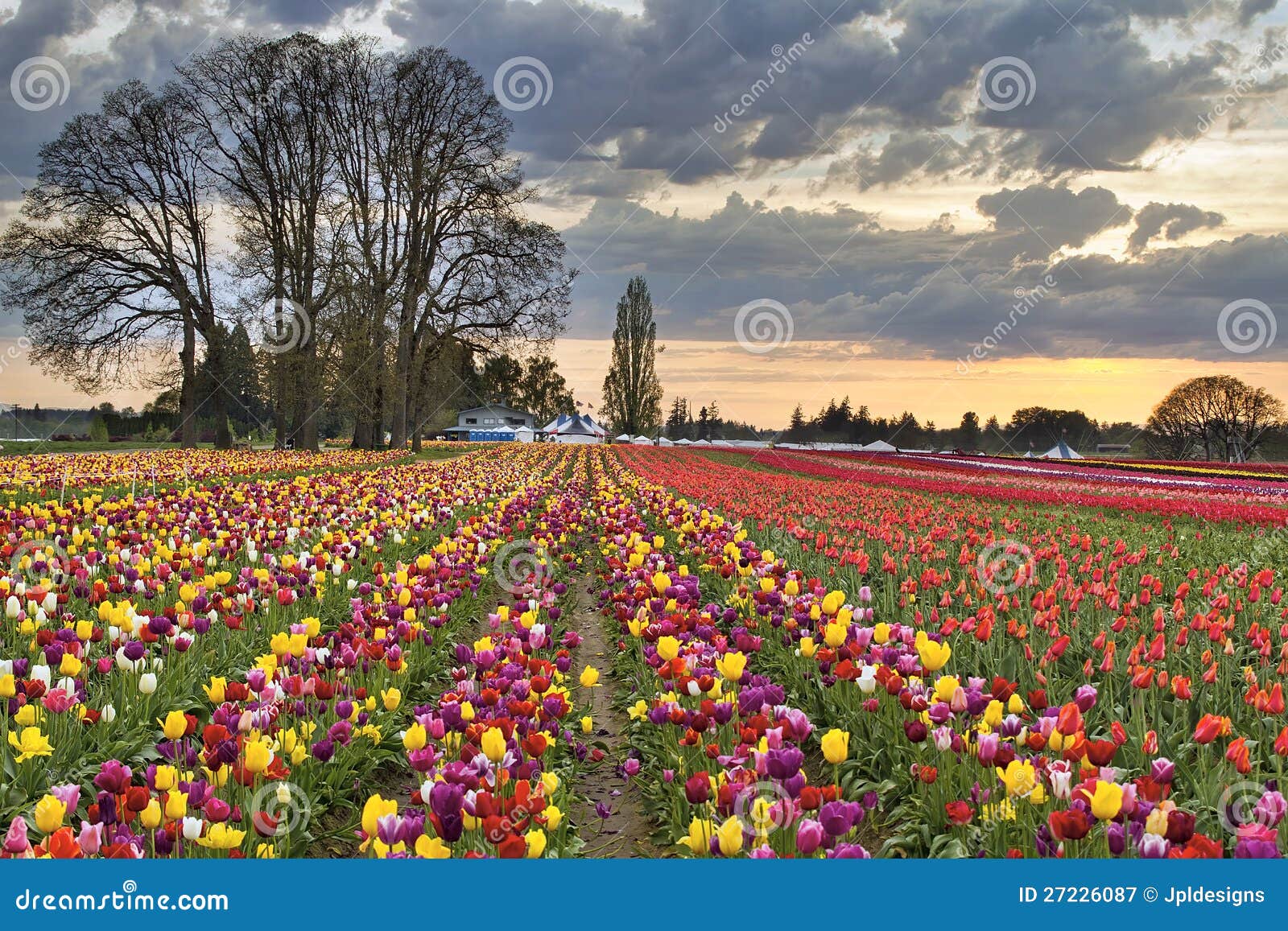 Sunset Over Tulip Flower Farm in Springtime Stock Image - Image of ...