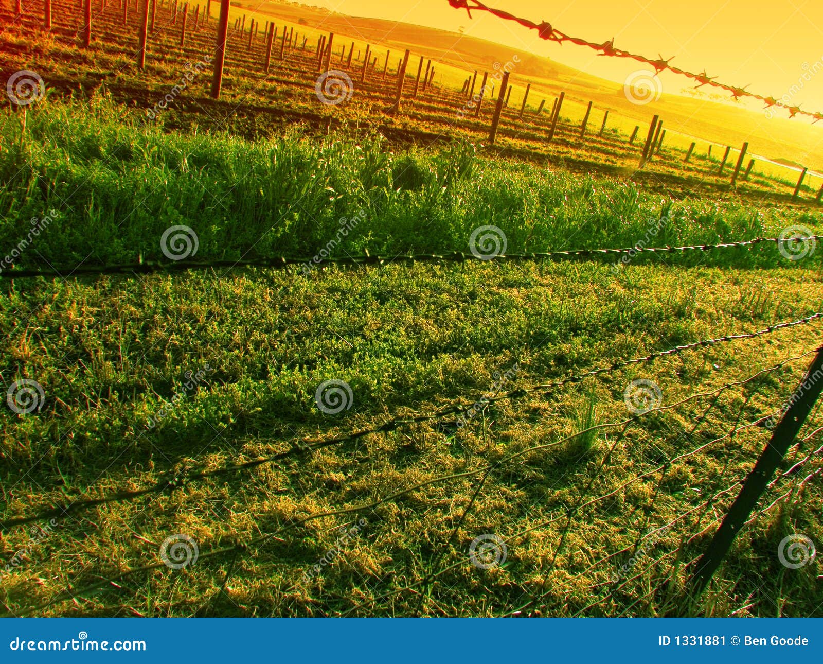 Sunset over Vineyard stock image. Image of orange, morning - 1331881