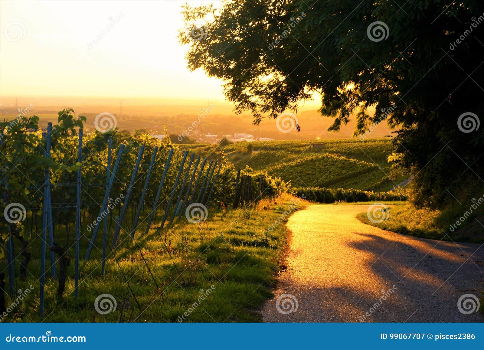 Sunset Over Vineyard with Path and Tree Stock Image - Image of rural ...