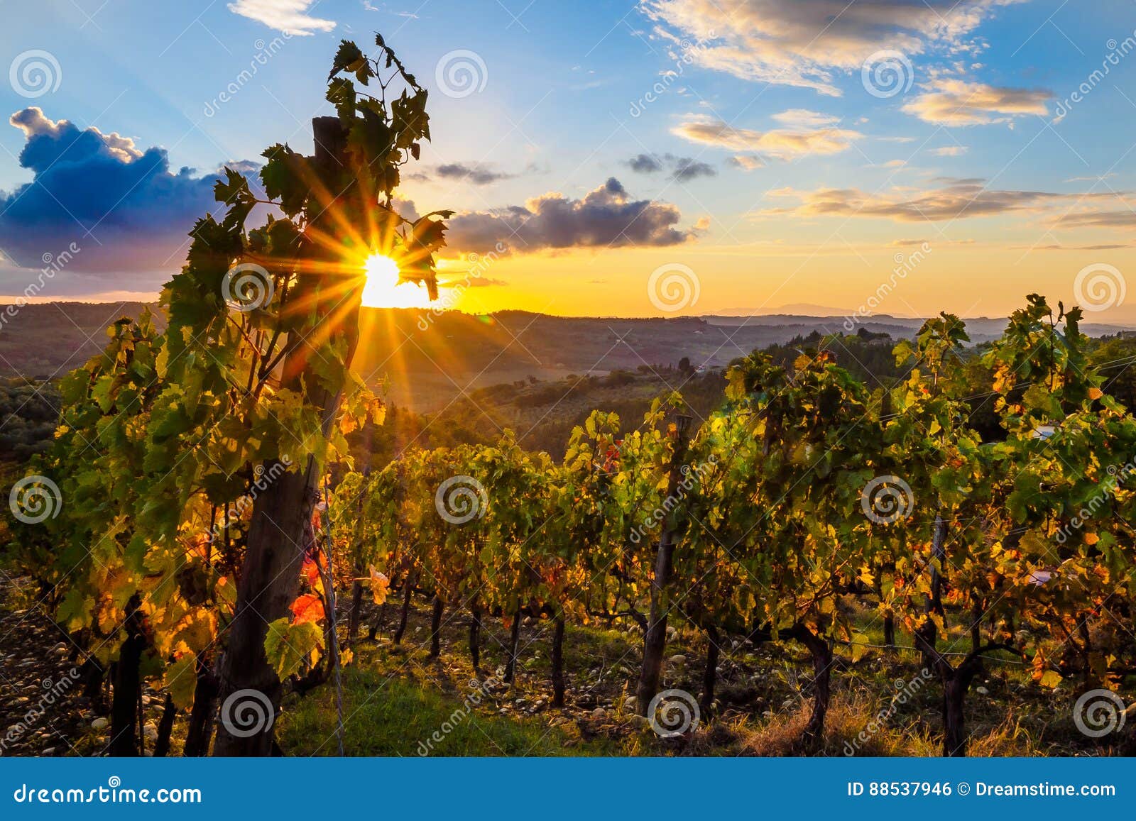 Sunset over the vineyard stock photo. Image of country - 88537946