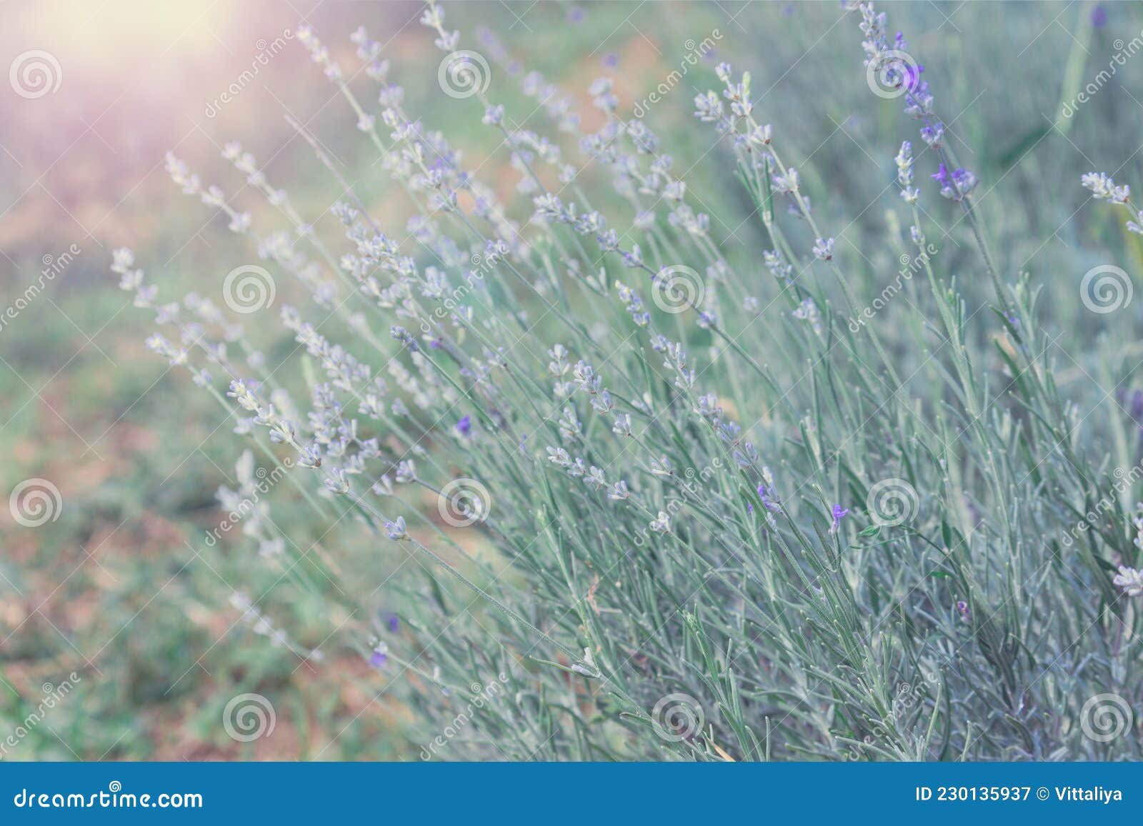 Dry Lavender On Pastel Background. Stock Photography | CartoonDealer ...