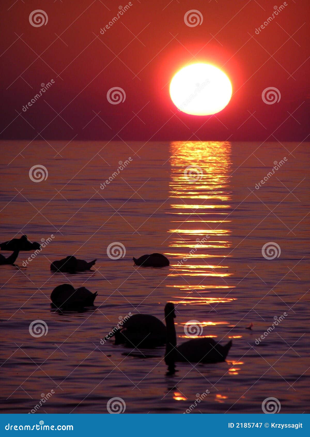 Sunset over water stock image. Image of fowl, reflection - 2185747