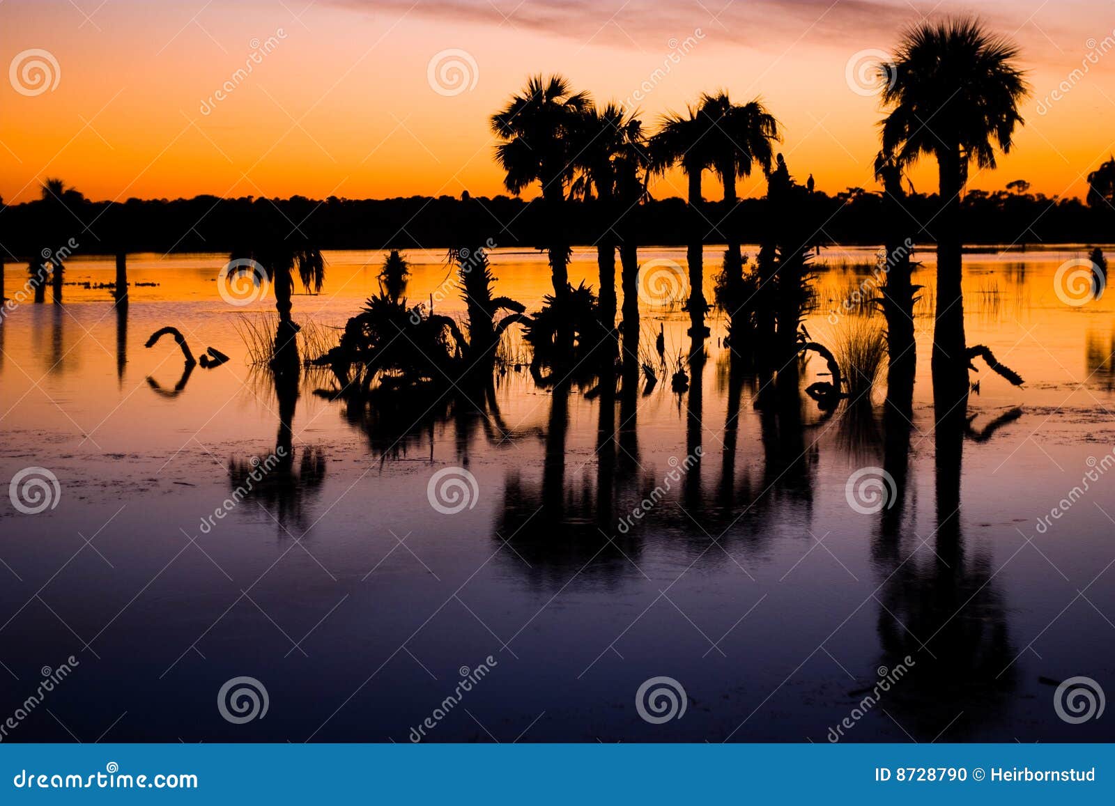 Sunset over wetlands stock photo. Image of environment - 8728790