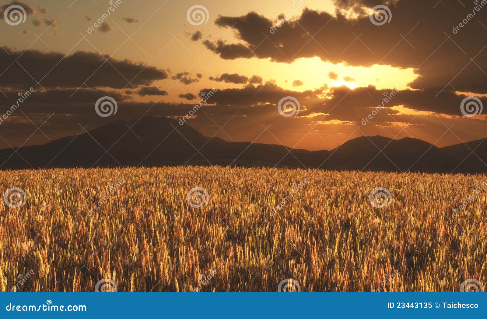 Sunset over wheat field stock image. Image of dusk, evening - 23443135