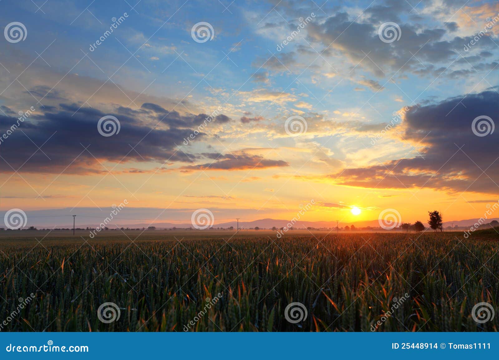 Sunset over wheat field. stock photo. Image of countryside - 25448914