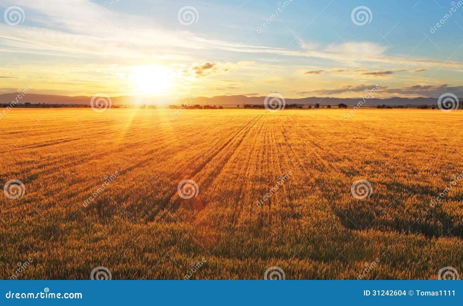 Sunset over wheat field. stock photo. Image of cloud - 31242604