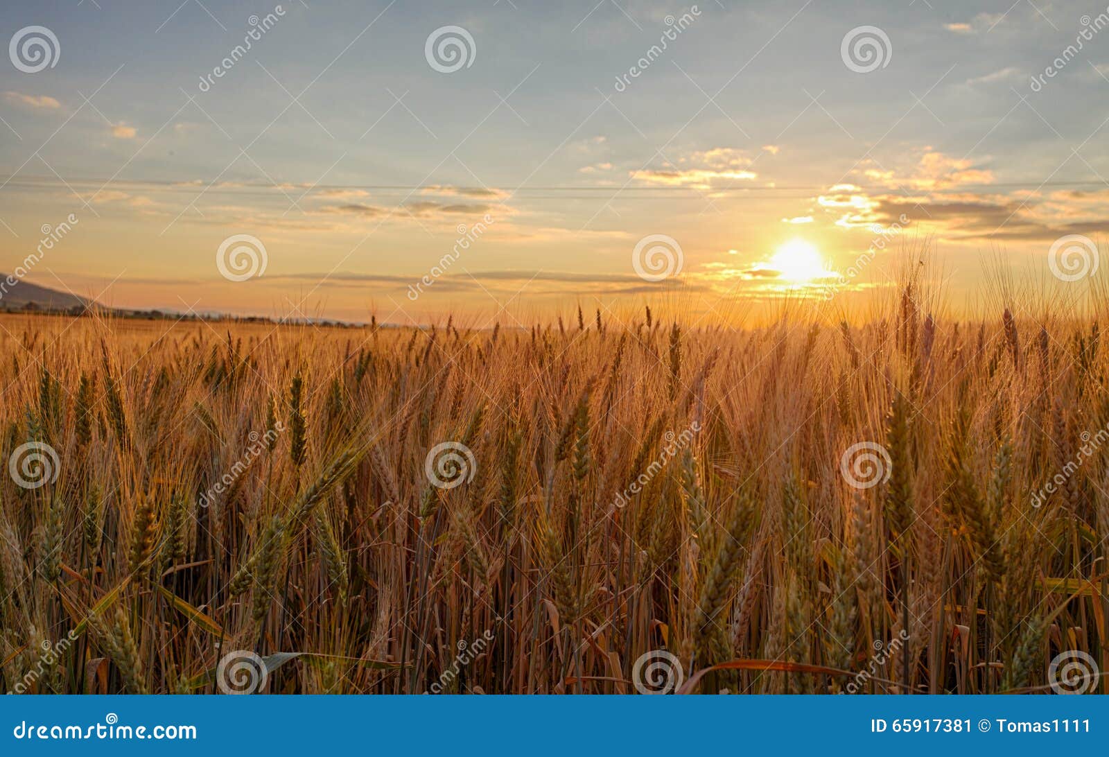 Sunset over wheat field. stock image. Image of growth - 65917381
