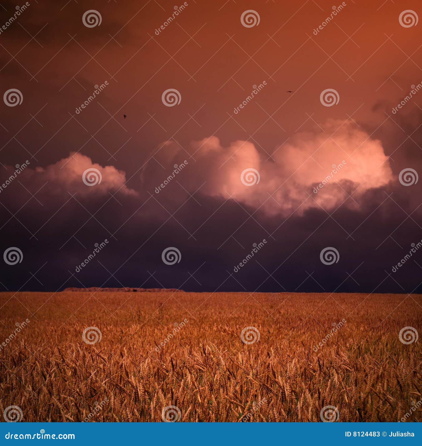 Sunset over wheat field stock image. Image of rays, nature - 8124483