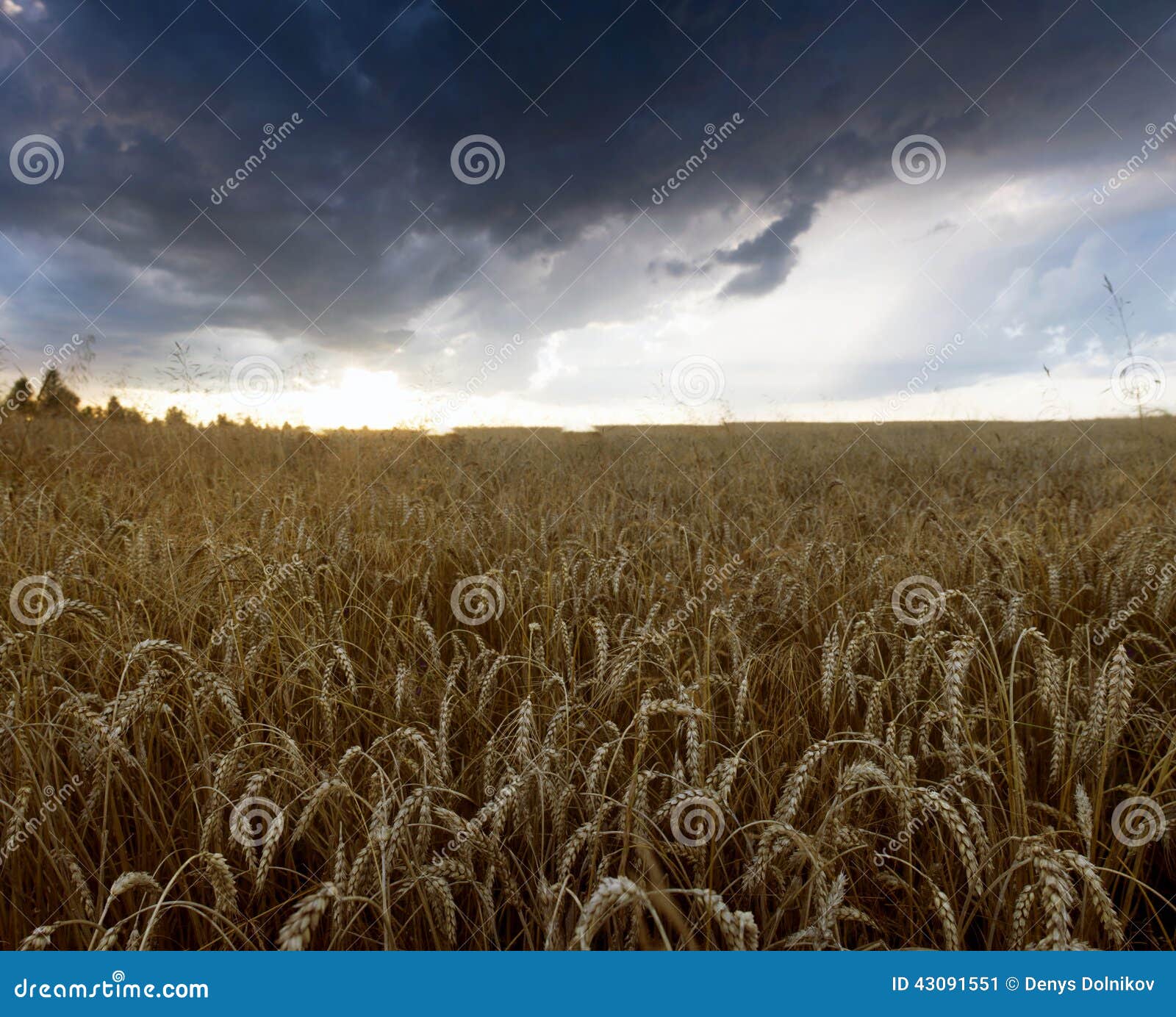 Sunset over wheat field. stock image. Image of cereal - 43091551