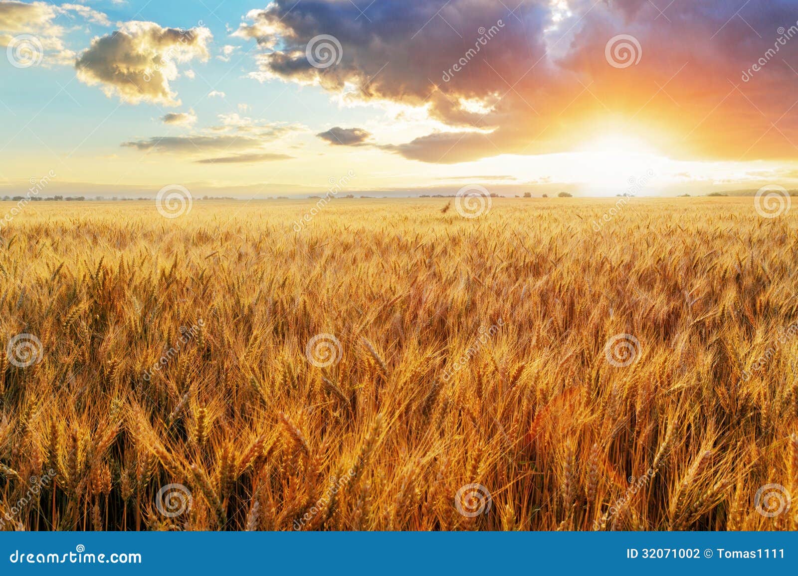 Sunset over wheat field stock photo. Image of golden - 32071002
