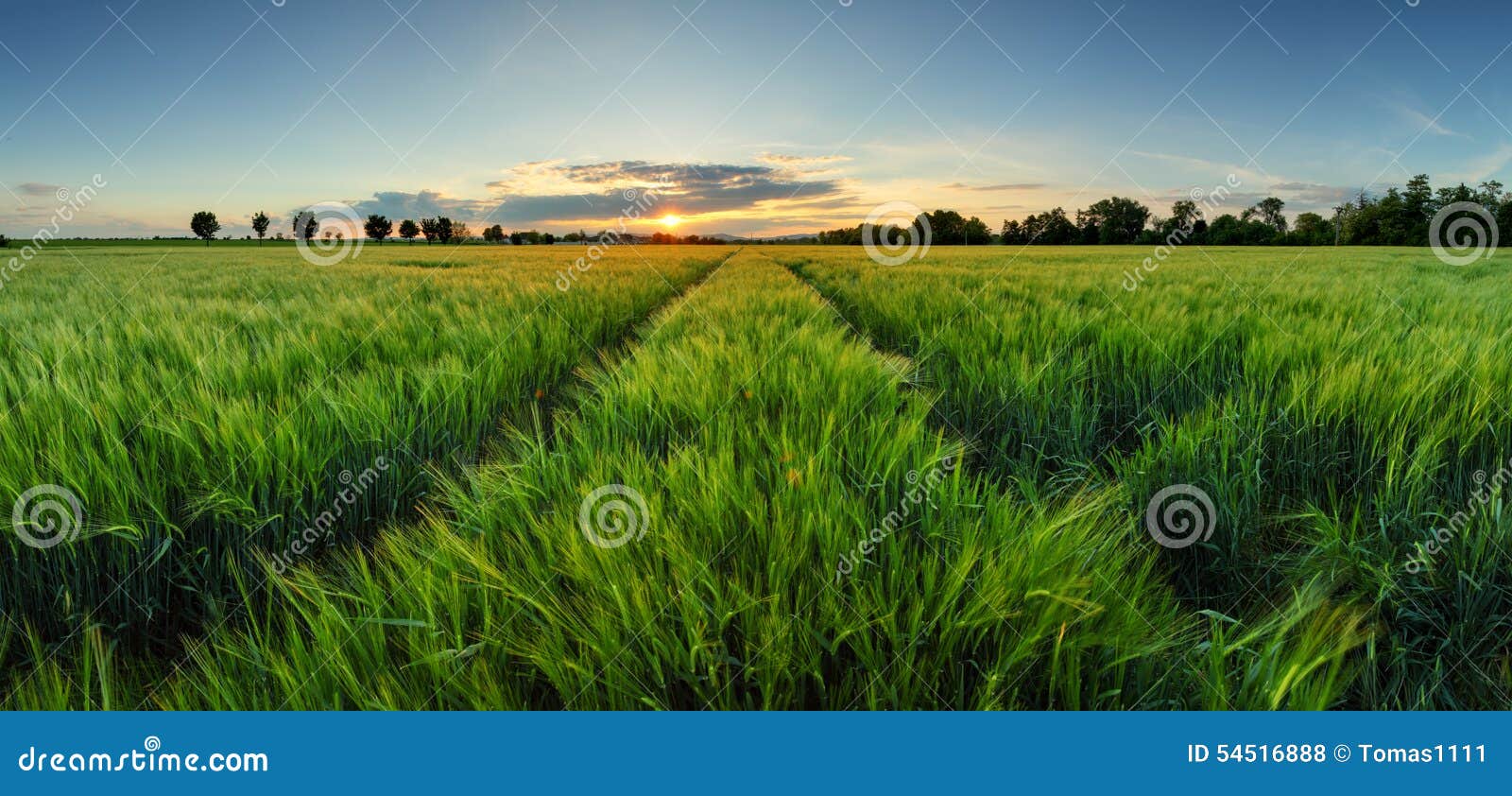 Sunset Over Wheat Field with Path Stock Photo - Image of harvest ...