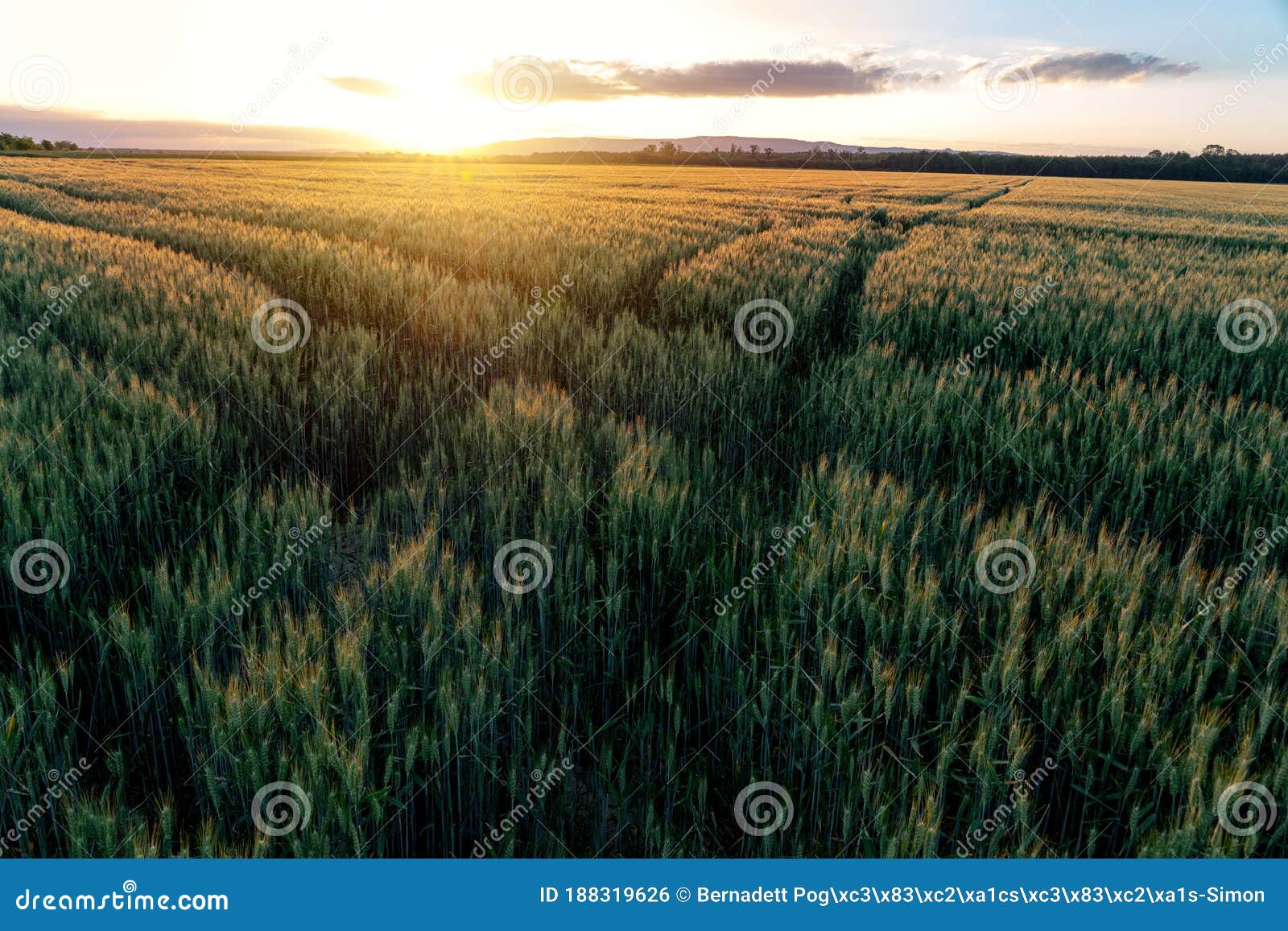 Sunset Over the Wheat Field with Path Ways Crossing Stock Photo - Image ...