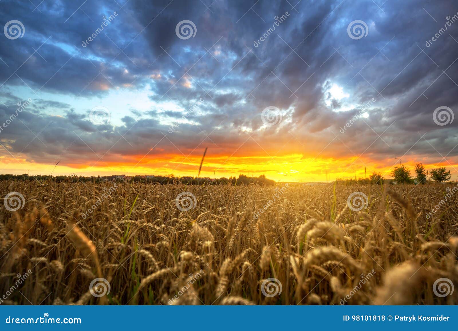 Sunset Over the Wheat Field Stock Photo - Image of europe, idyllic ...