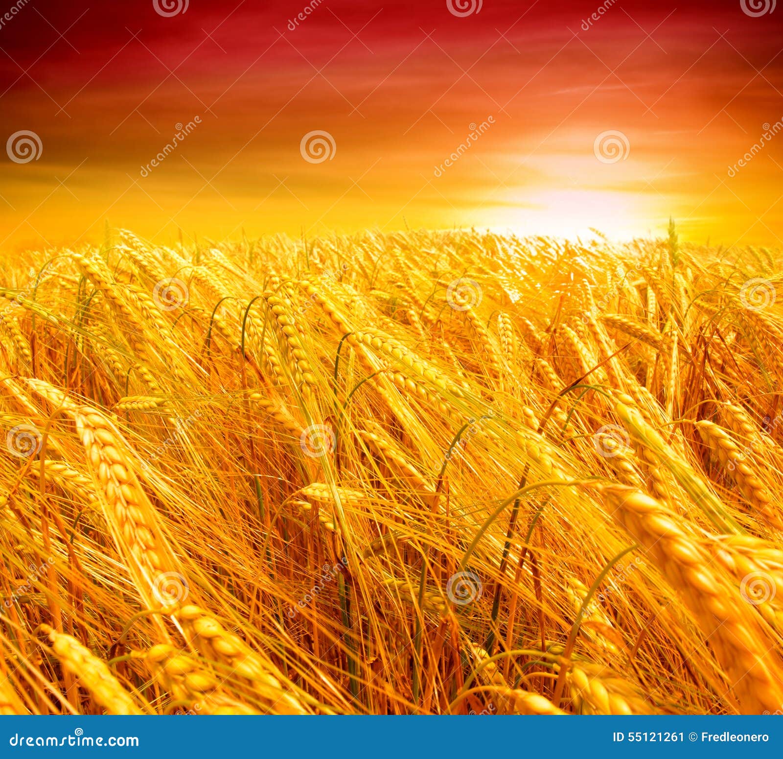 Sunset over wheat field stock image. Image of dawn, light - 55121261
