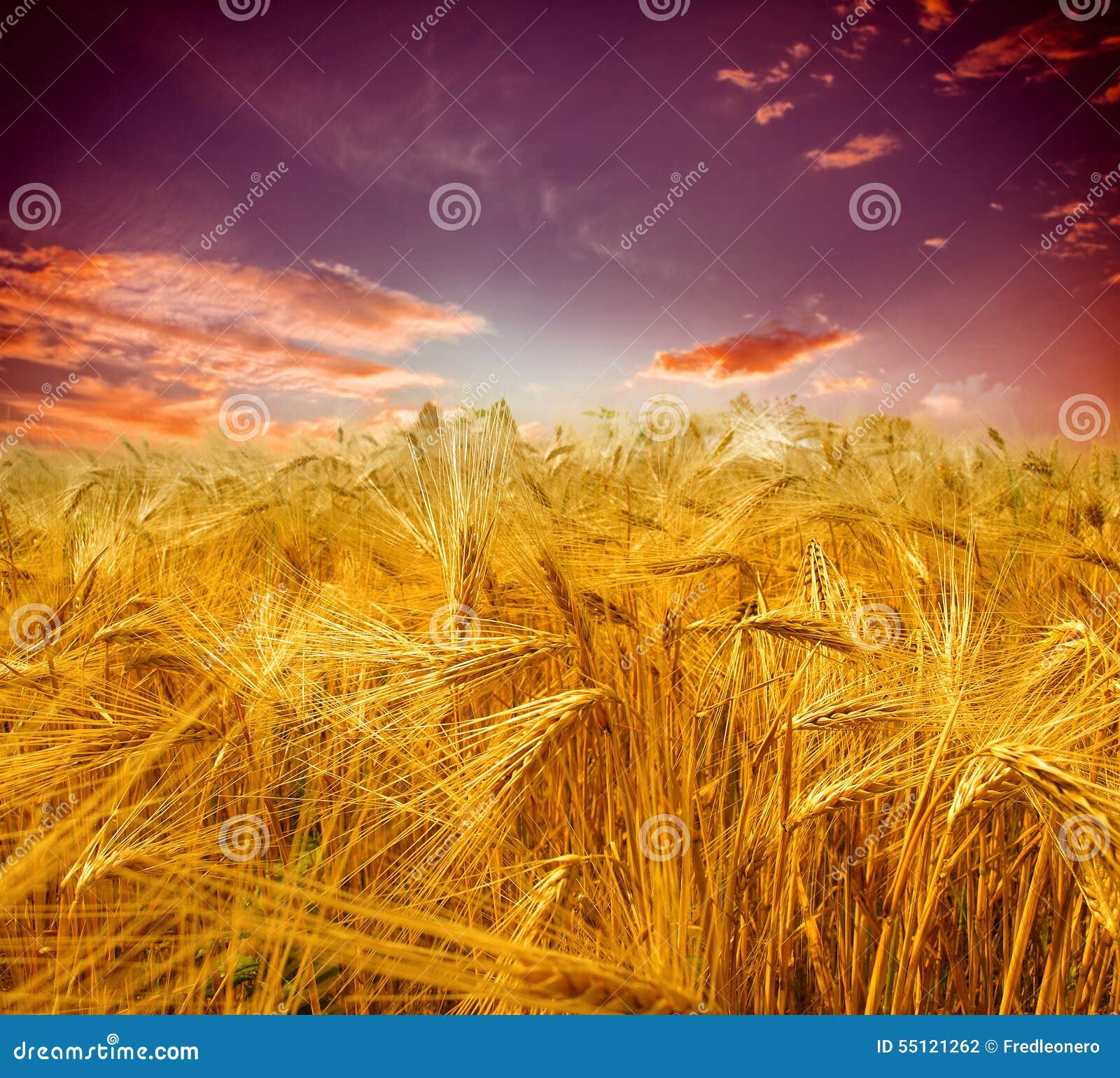 Sunset over wheat field stock photo. Image of brightly - 55121262