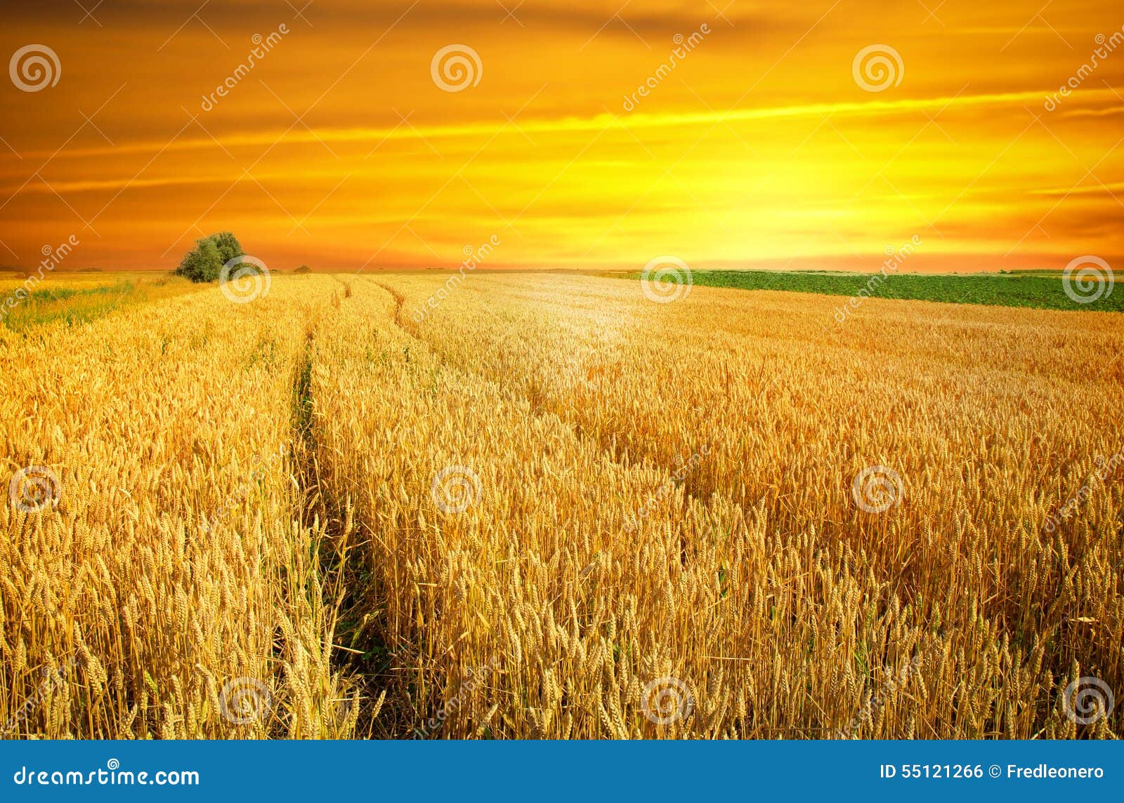 Sunset over wheat field stock photo. Image of nubian - 55121266