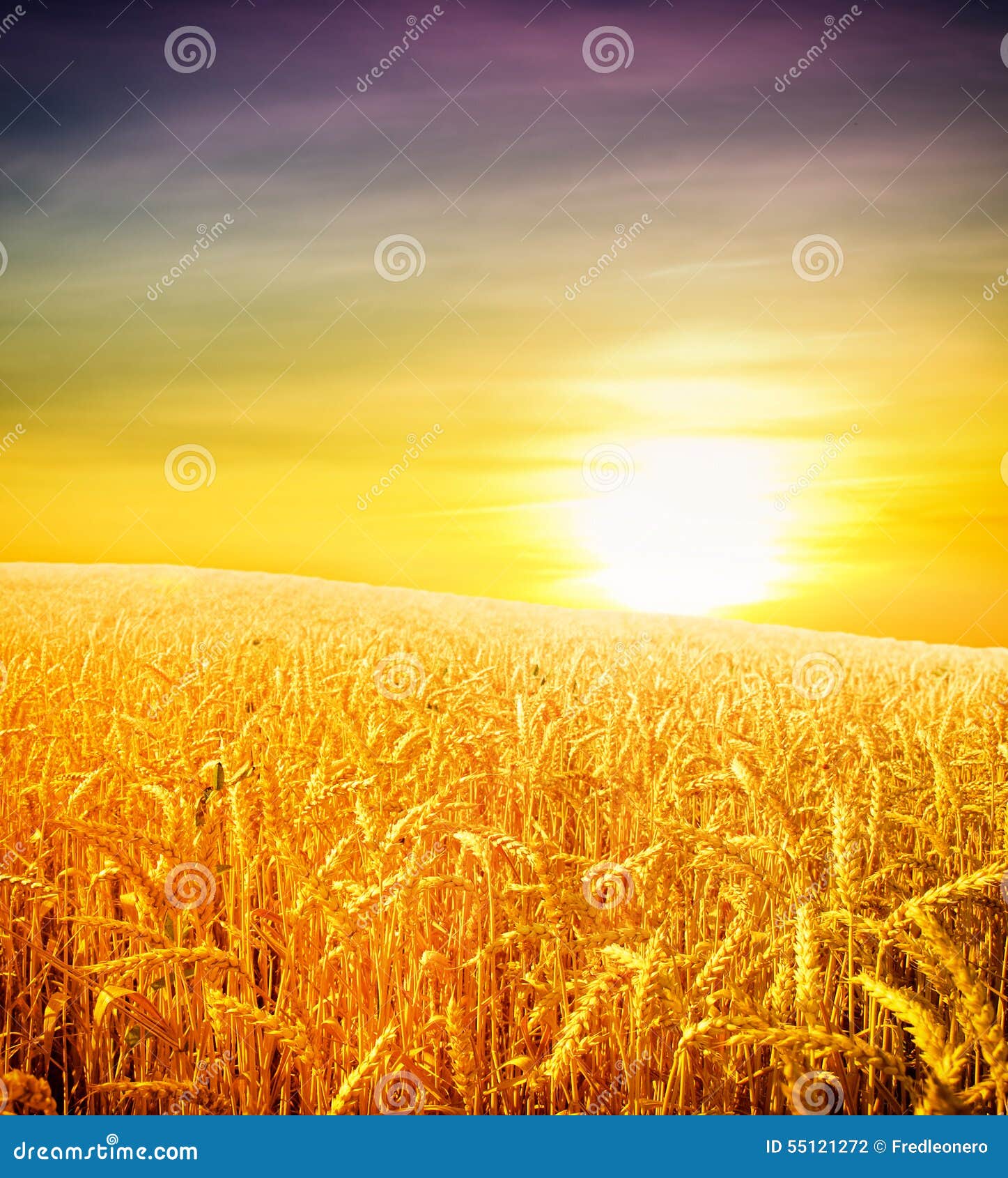 Sunset over wheat field stock photo. Image of beautiful - 55121272