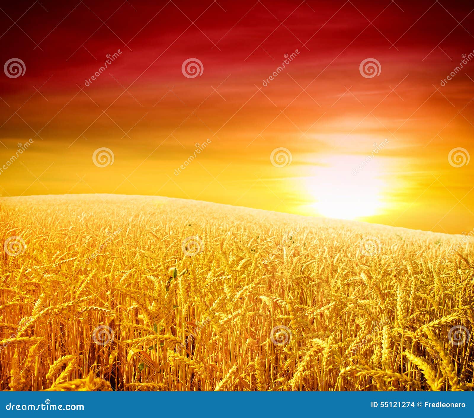 Sunset over wheat field stock photo. Image of grass, landscape - 55121274