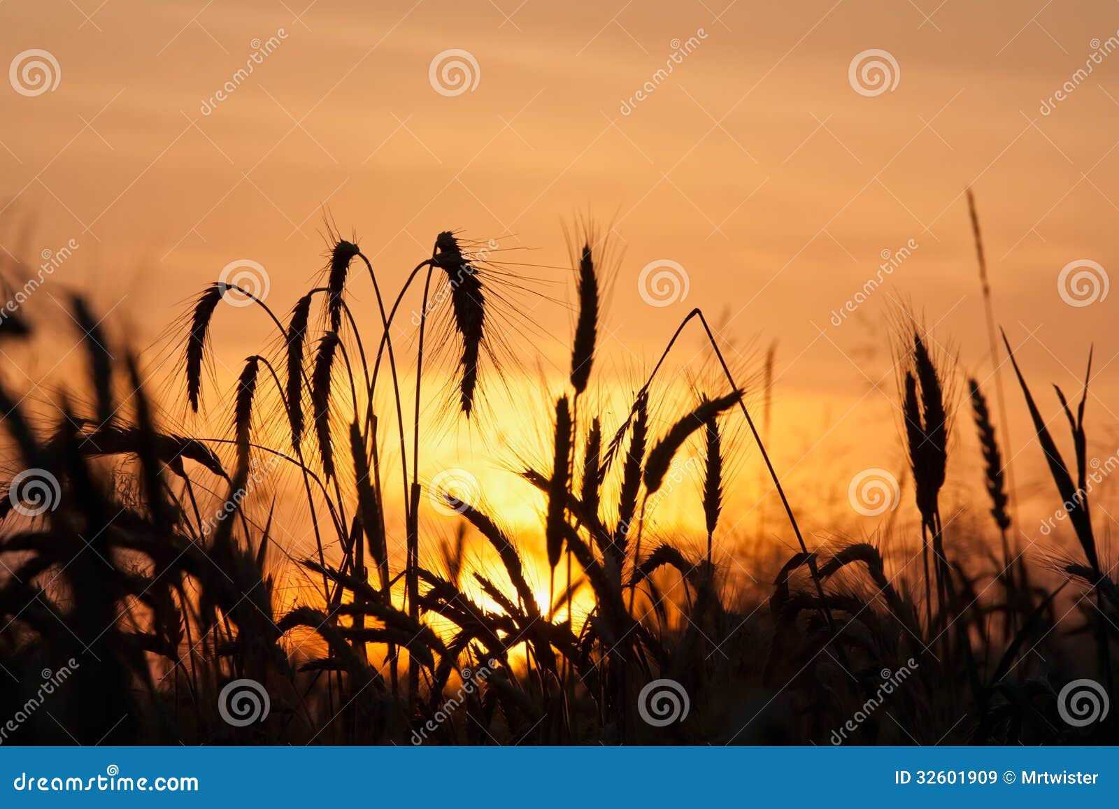 Sunset over wheat field stock image. Image of growth - 32601909