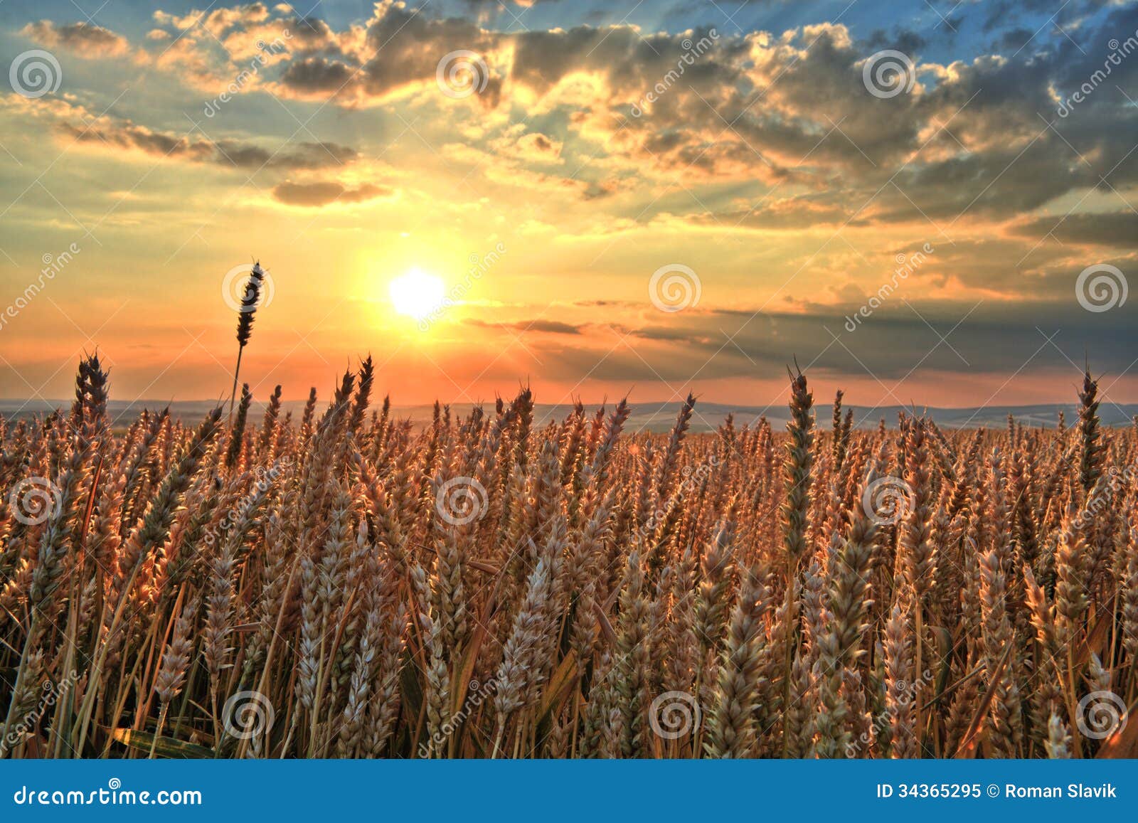 Wheat Fields At Sunset