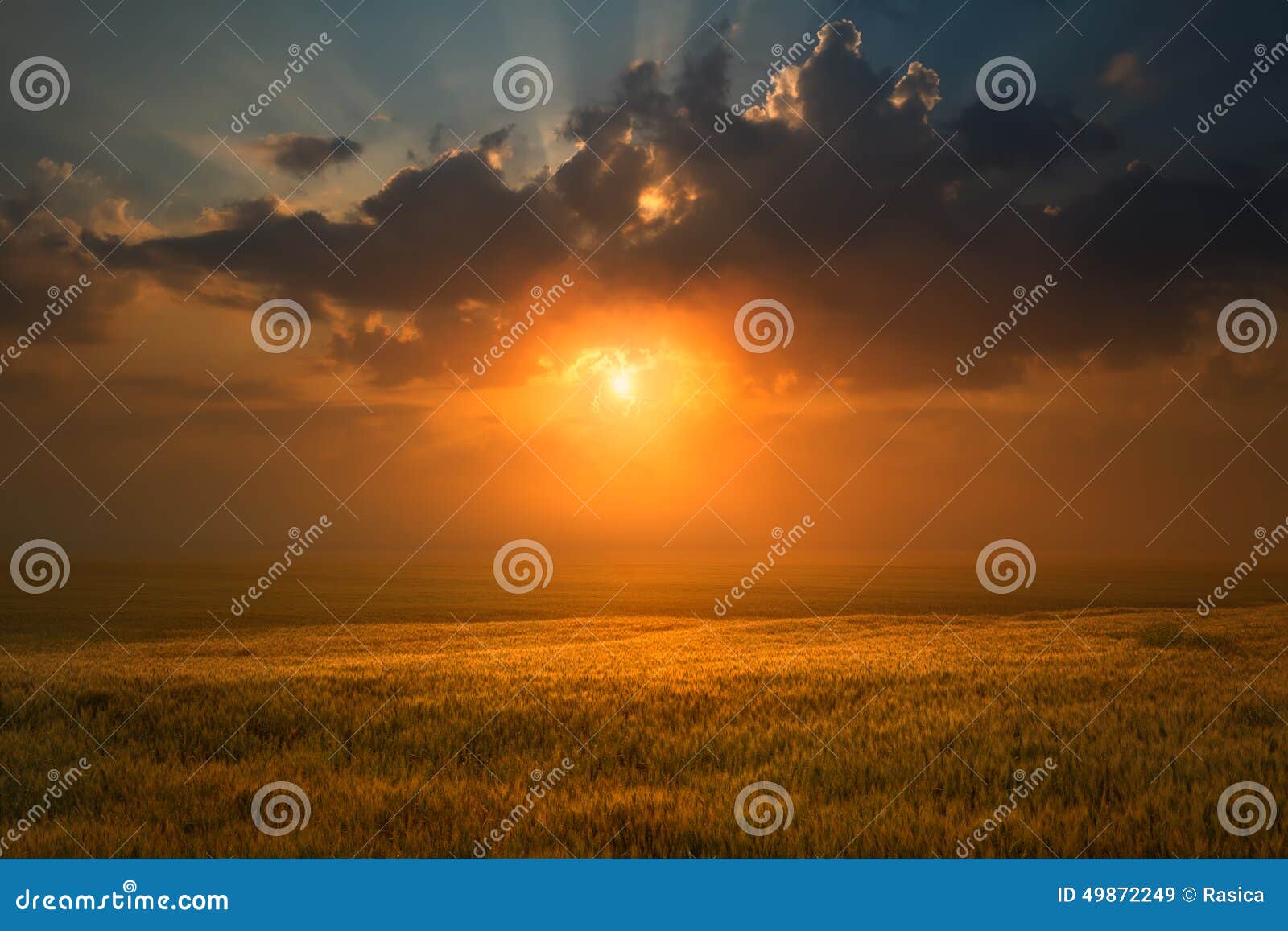 Sunset Over Wheat Field Towards the Setting Sun Stock Image - Image of ...