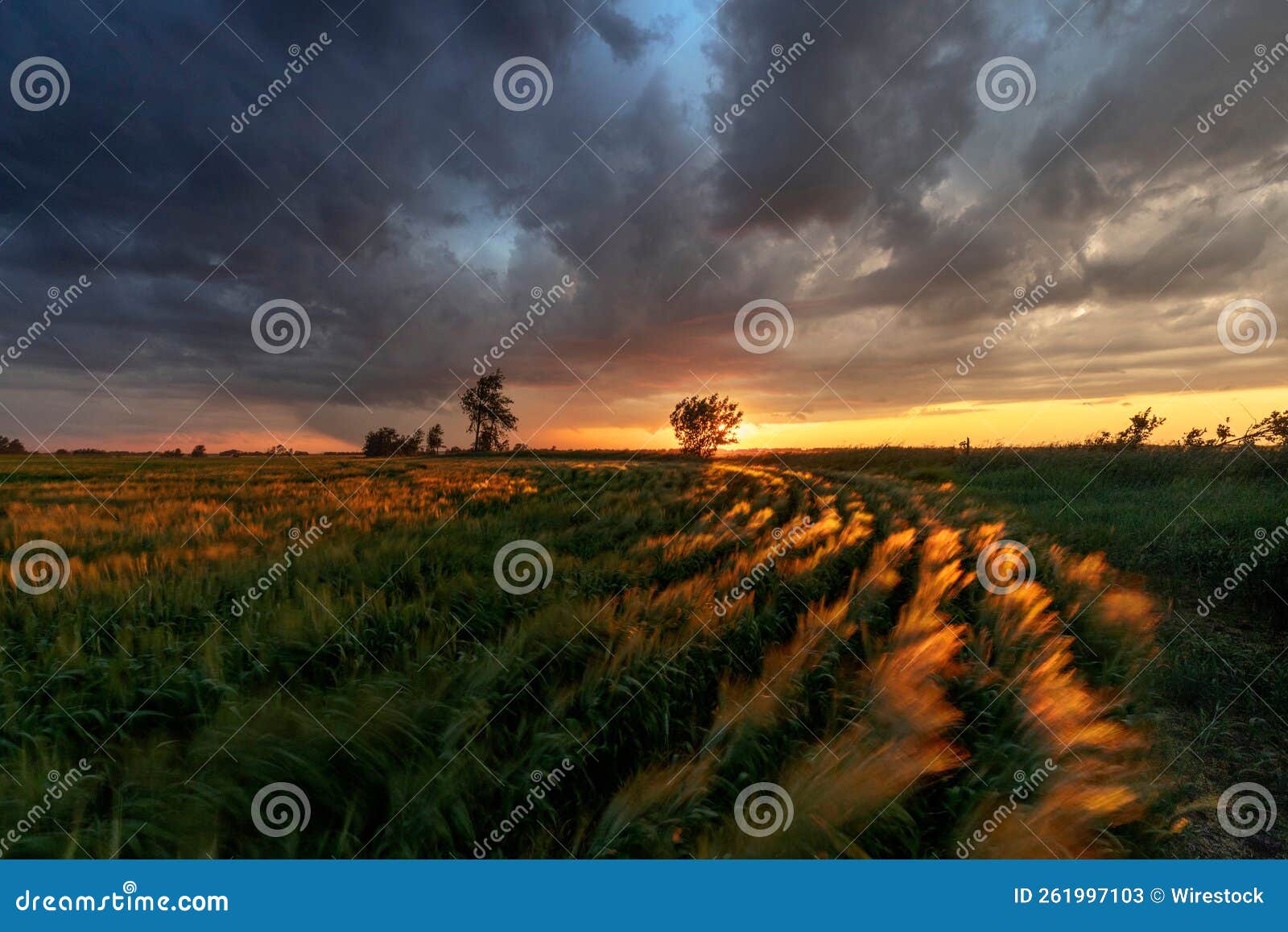 Sunset Over a Wheat Field Under Gray Dramatic Cloudy Sky Stock Image ...