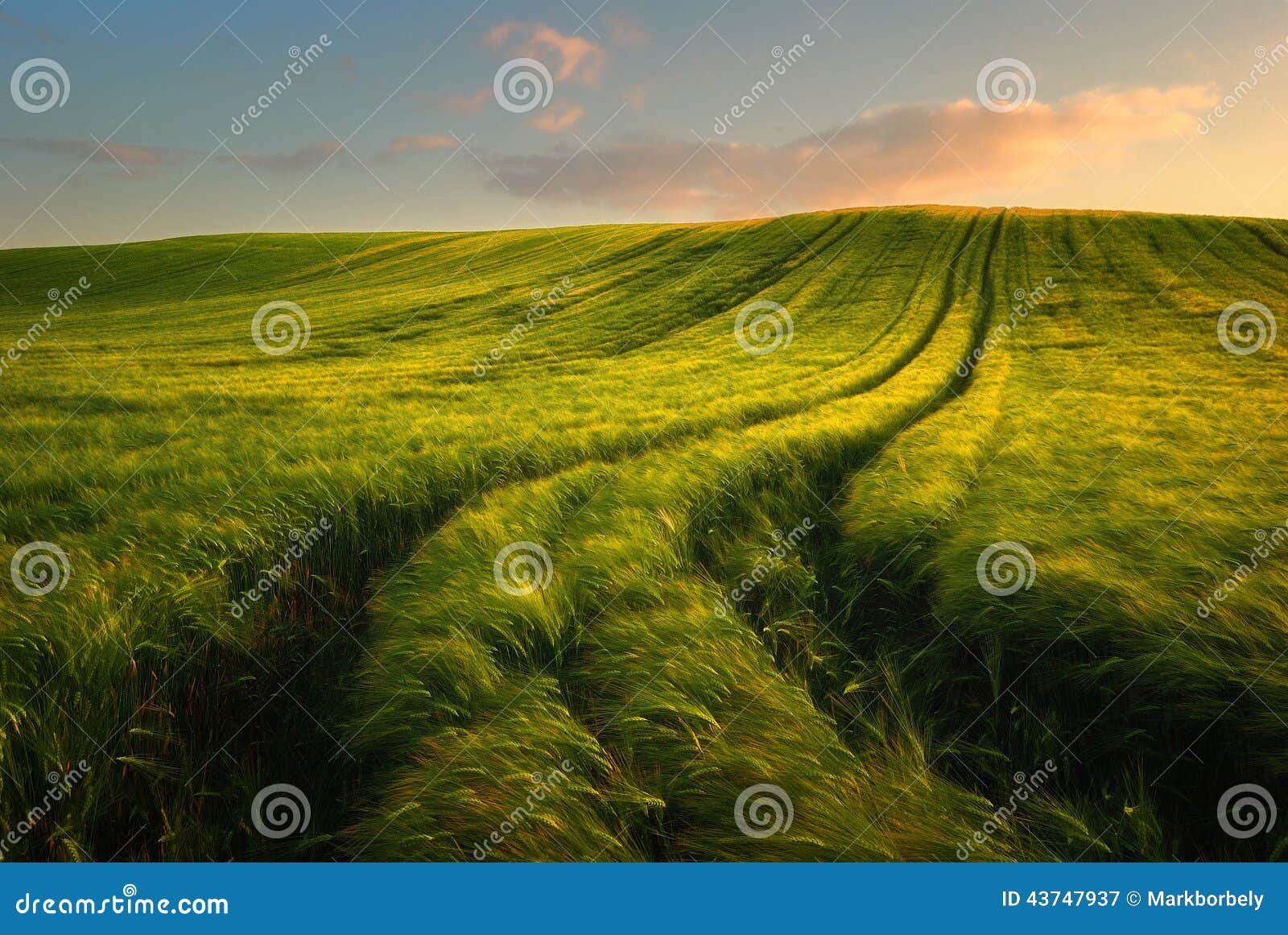 Wheat Field Landscape with Path in the Sunset Time Stock Image - Image ...