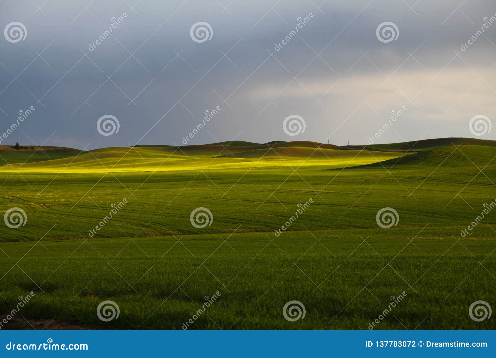 Evening on the Palouse in Eastern Washington Stock Photo - Image of ...