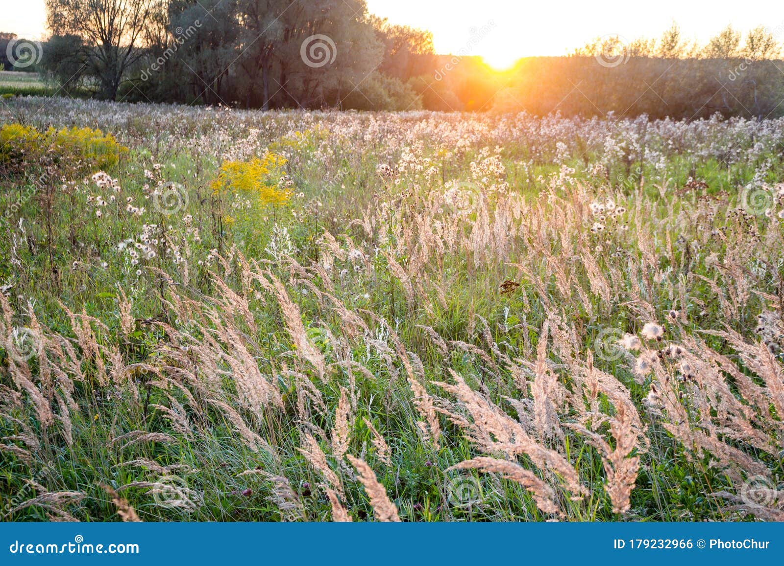 Sunset Over a Wild Field Overgrown with Tall Grass Stock Photo - Image ...
