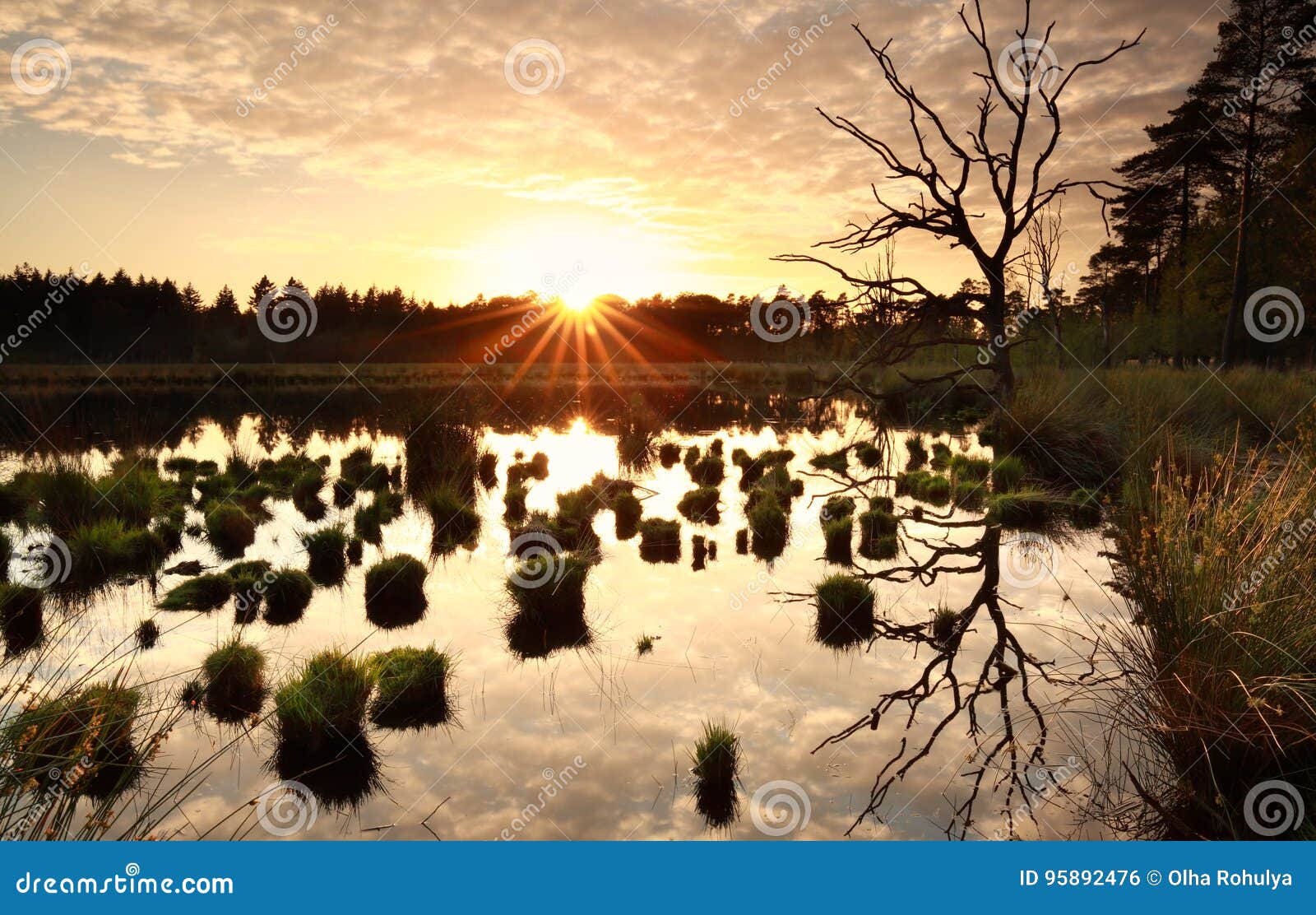 Sunset Over Wild Swamp with Dry Tree Stock Photo - Image of season ...